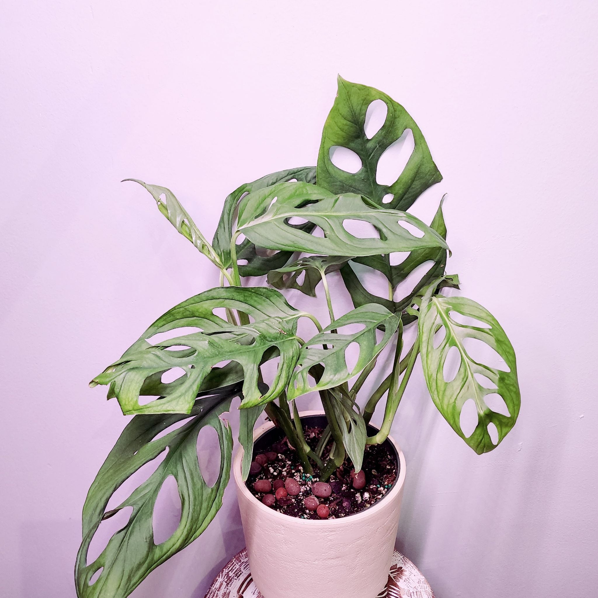 How to Fertilize Your Monstera subpinnata