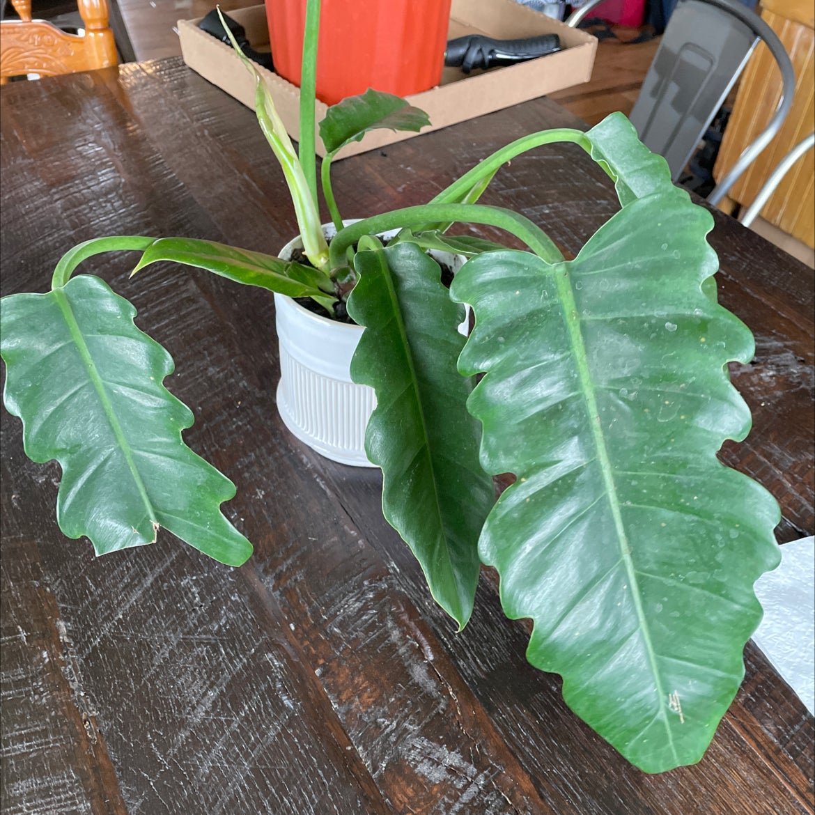 Philodendron Narrow Tiger Tooth Direct Sunlight