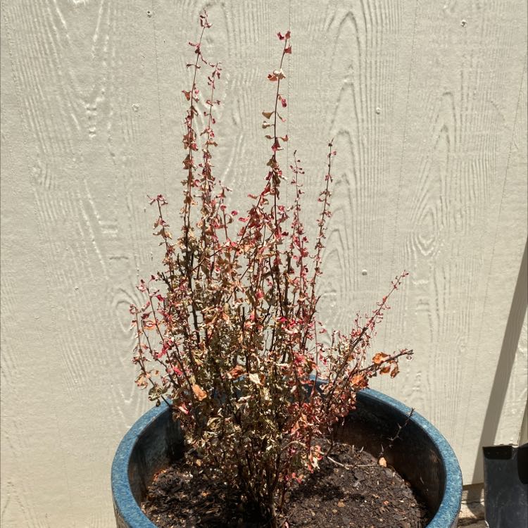 How to Care for Red Barberry: Mastering Water, Sunlight & More