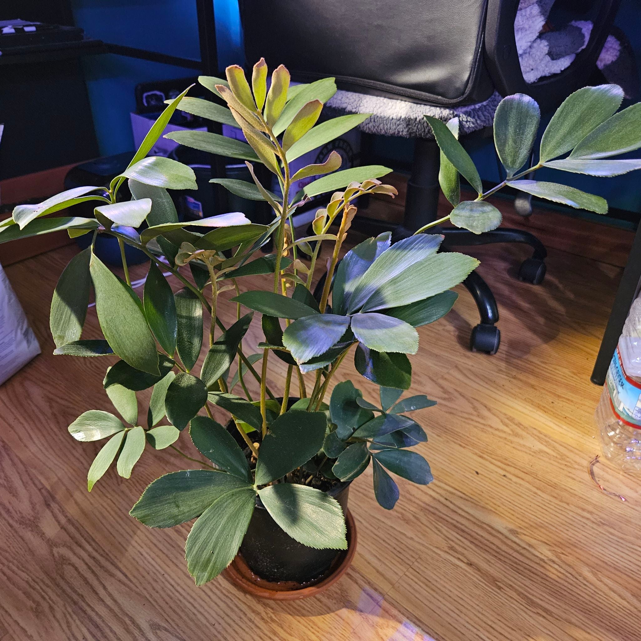 How Do I Propagate My Cardboard Palm?