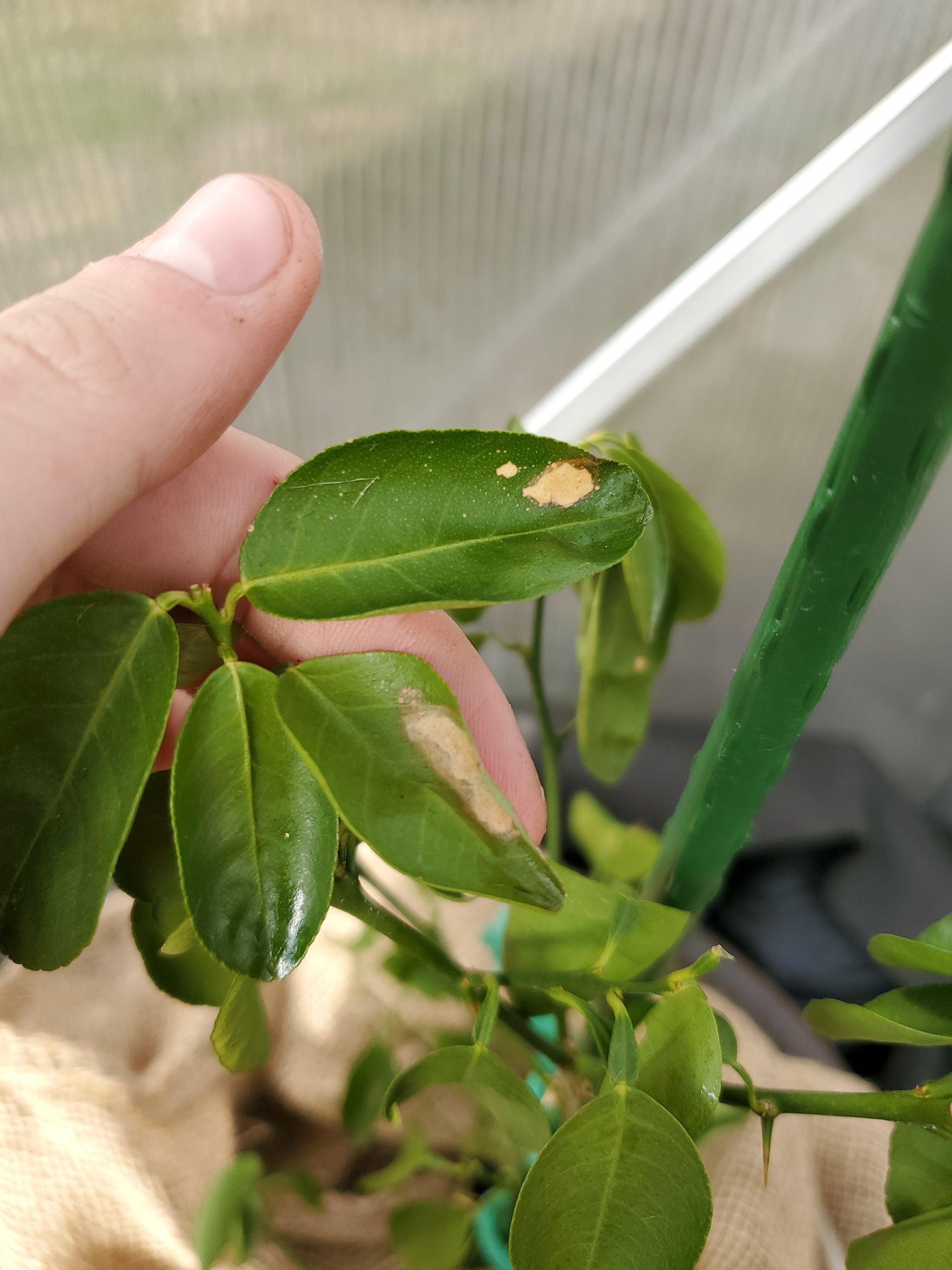 Why Are There Brown Spots on My Key Lime Tree? 🍋