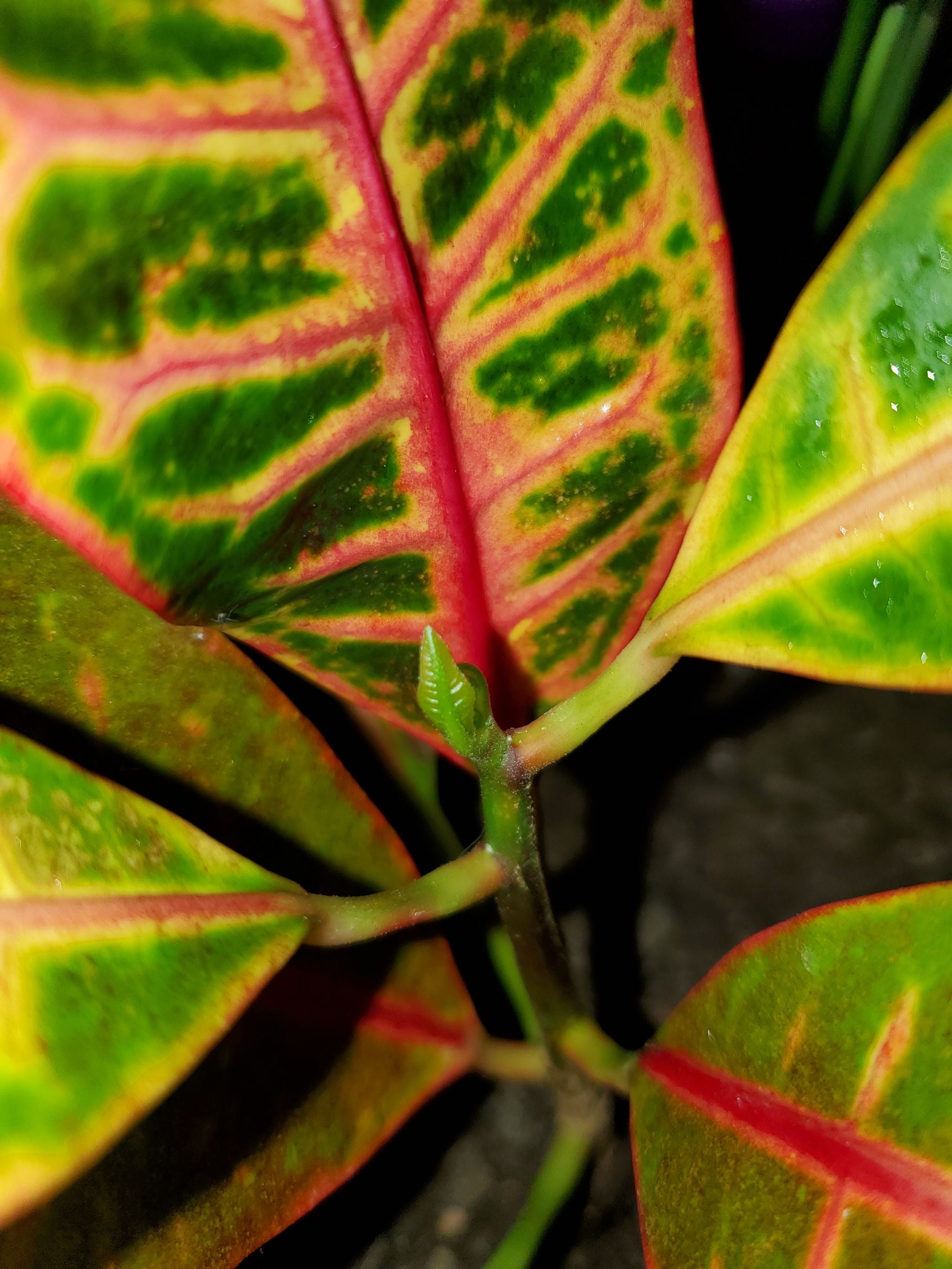 Croton 'Norma' Plant Care: Water, Light, Nutrients | Greg App 🌱