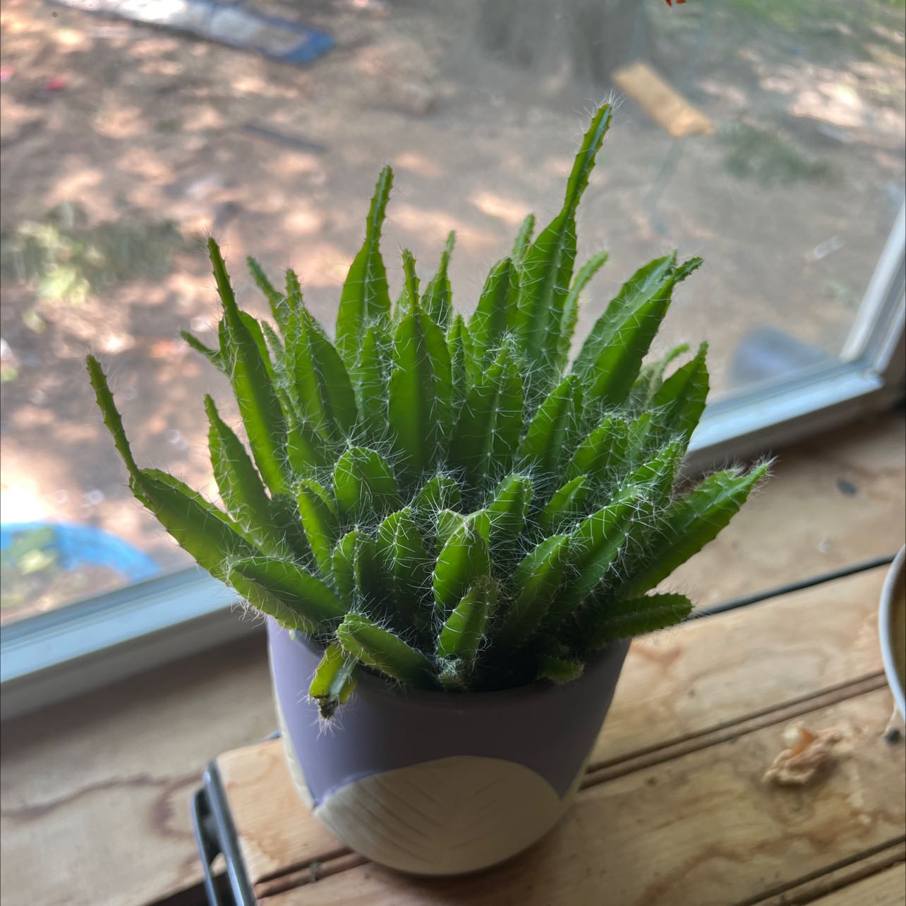 Propagating Lady-Finger Hedgehog Cactus: Step-by-Step Guide