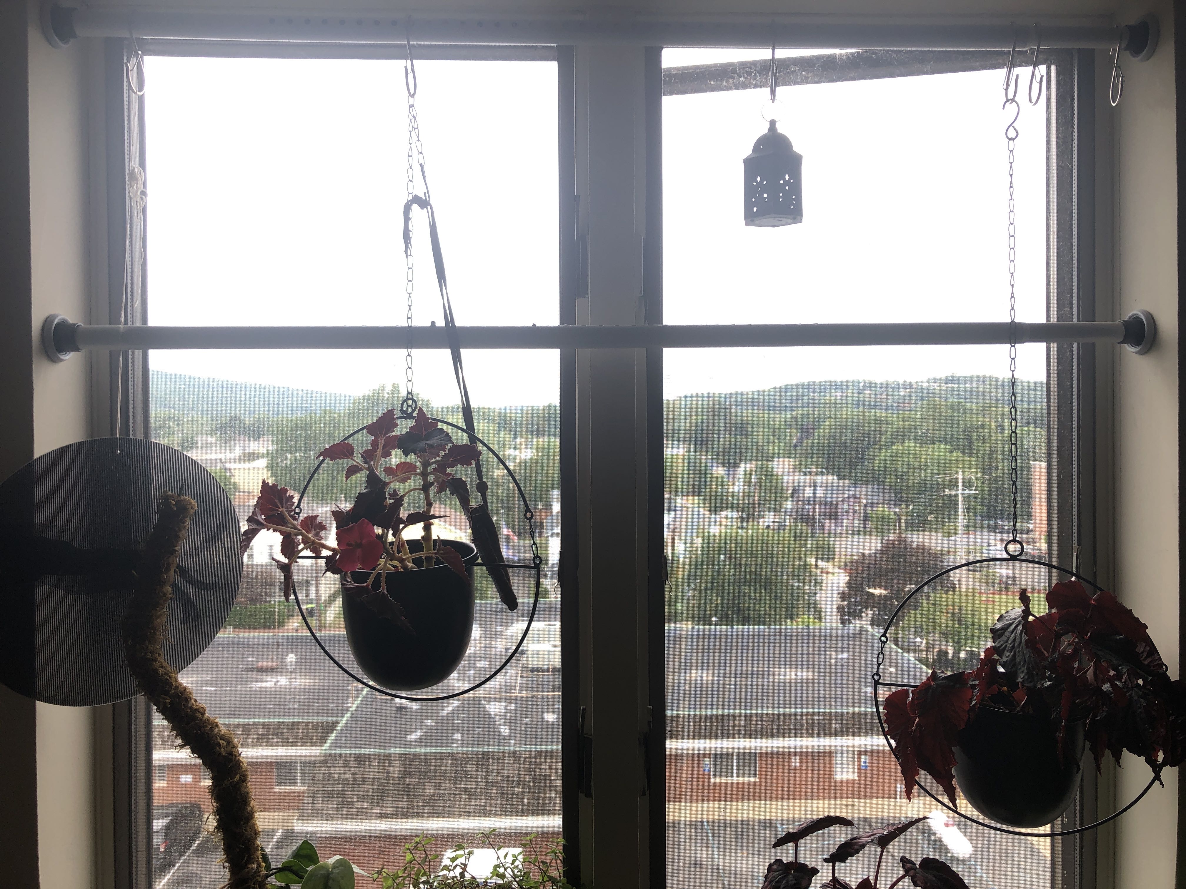 My western window plant setup