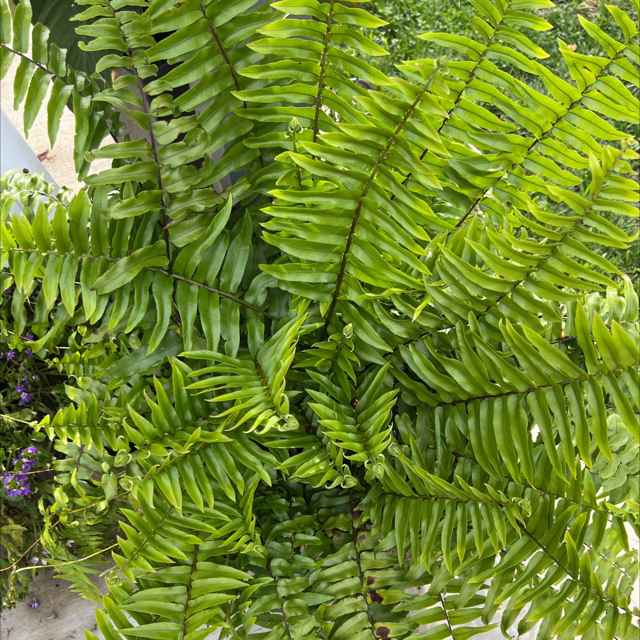Symbolism and Benefits of the Christmas Fern