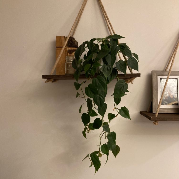 Hangy | A plant by @LivelyHappyleaf on Greg