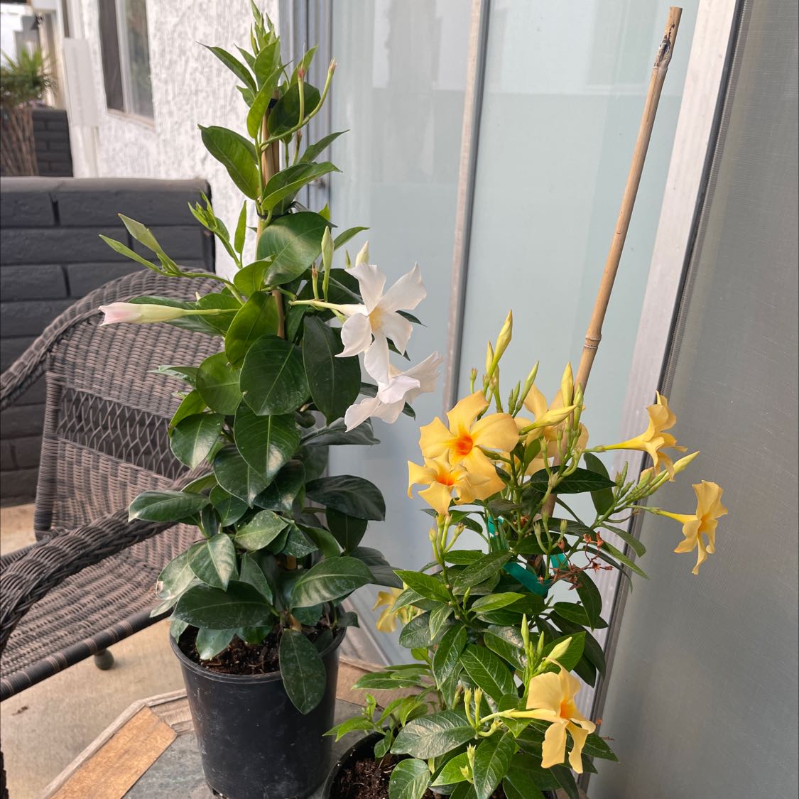 Symbolism and Benefits of the Dipladenia 'Rio'