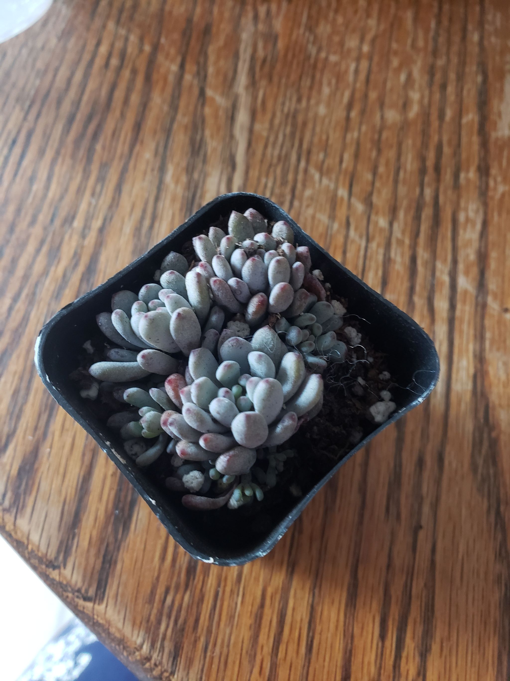 Bluebean Plant Care: Water, Light, Nutrients | Greg App 🌱