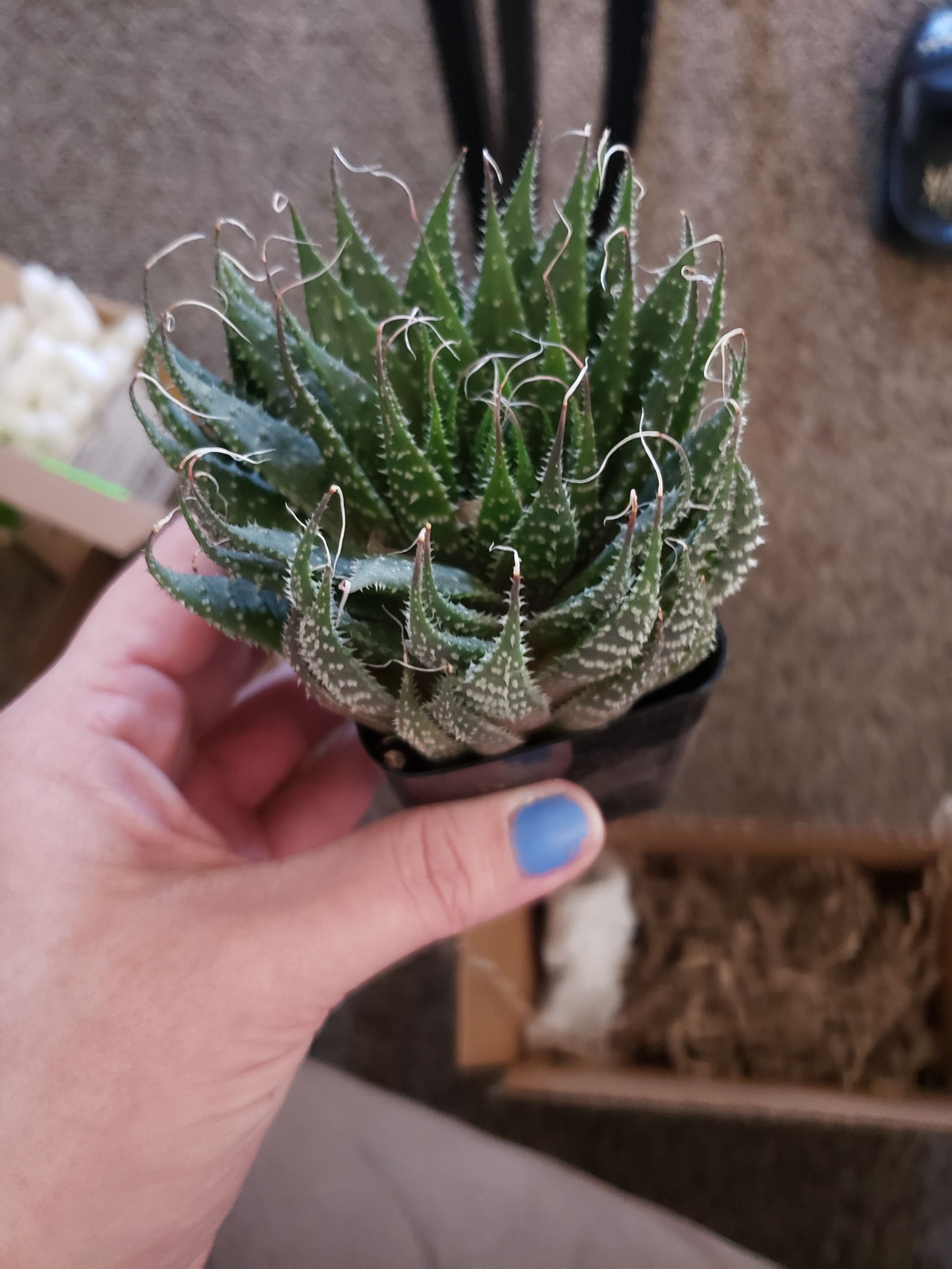 The Complete Lace Aloe Plant Care Guide: Water, Light & Beyond