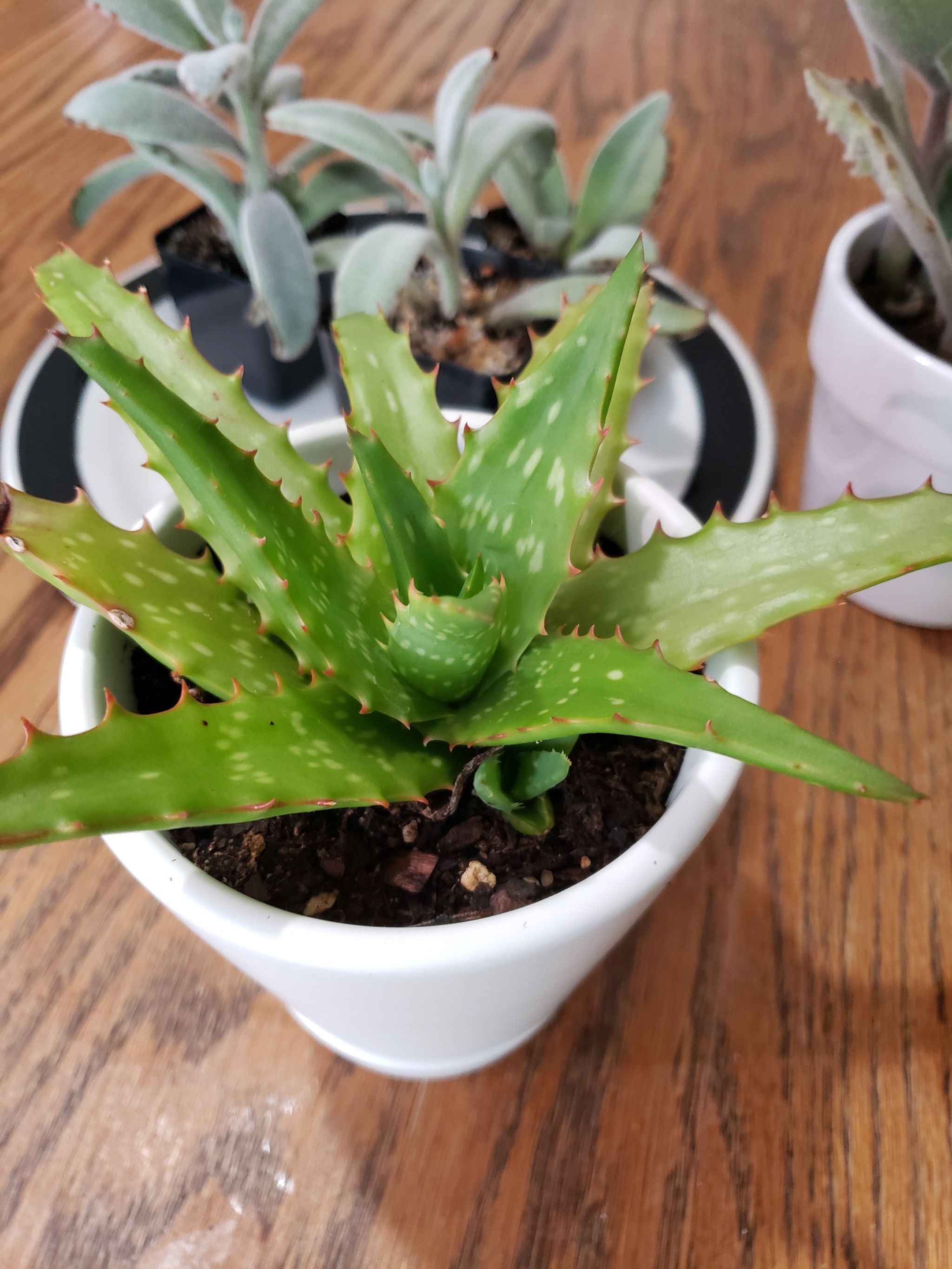 Why Are There Black Spots On My Short-leaved Aloe Leaves?