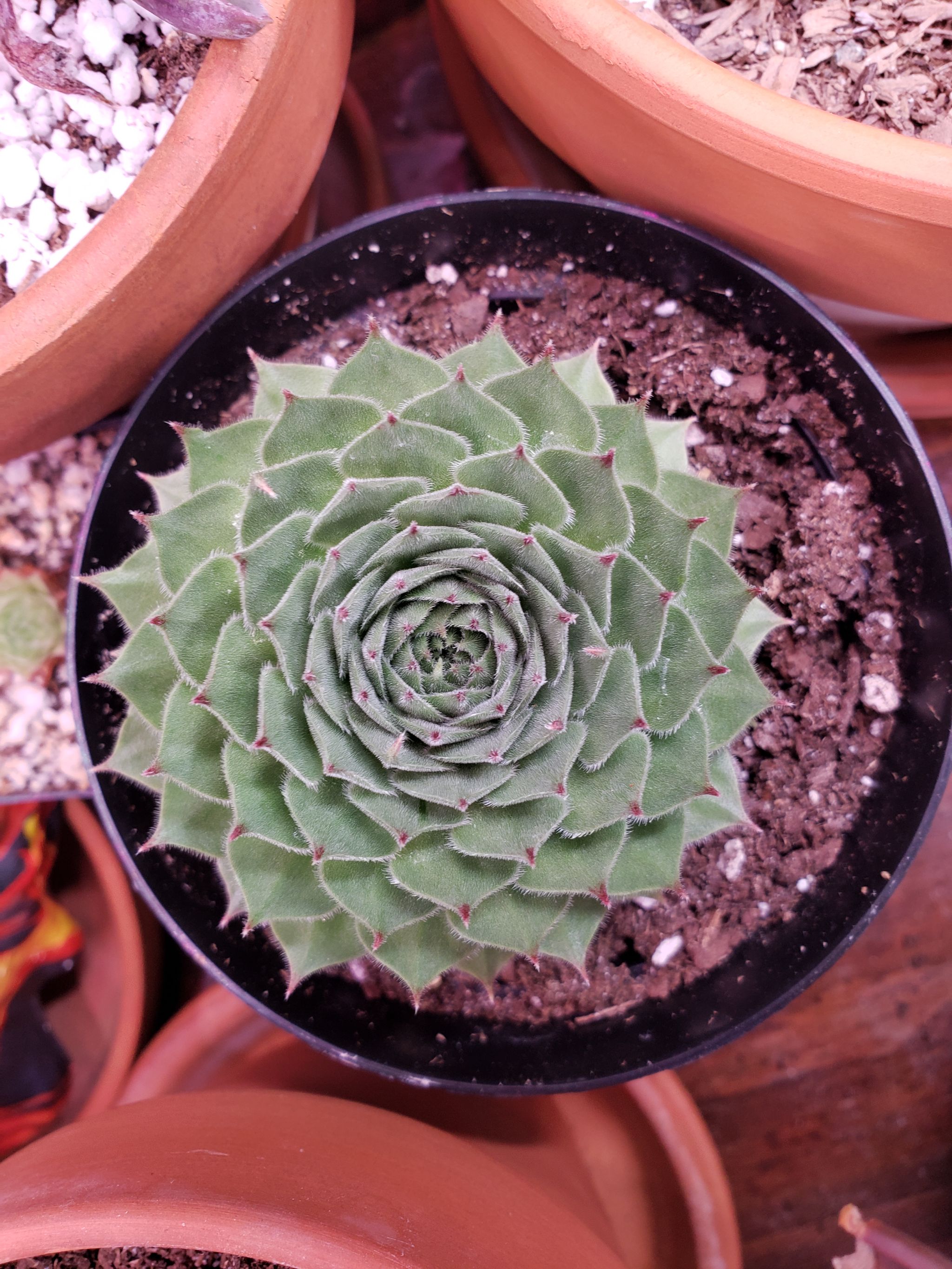 Sempervivum calcareum 'Sir William Laurence' Care 101: Water, Light & Growing Tips