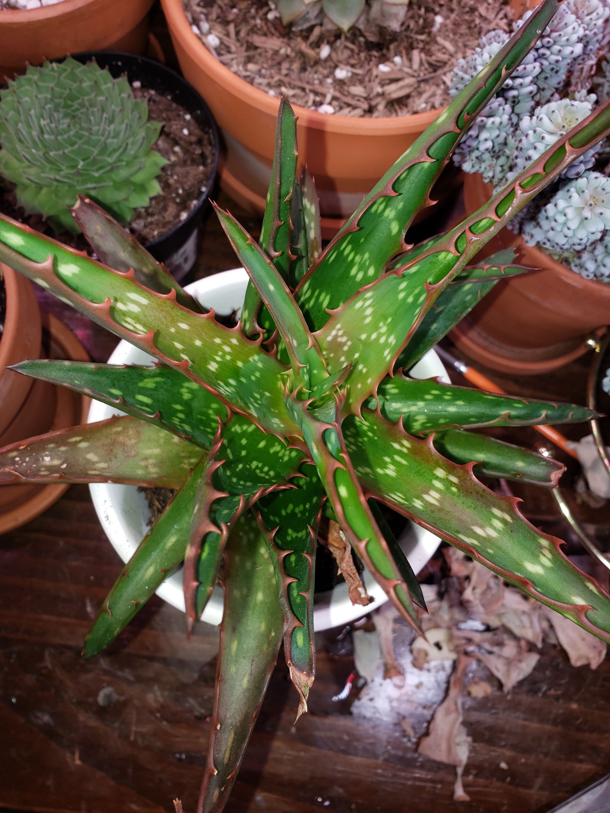The Complete Aloe Night Sky Plant Care Guide: Water, Light & Beyond