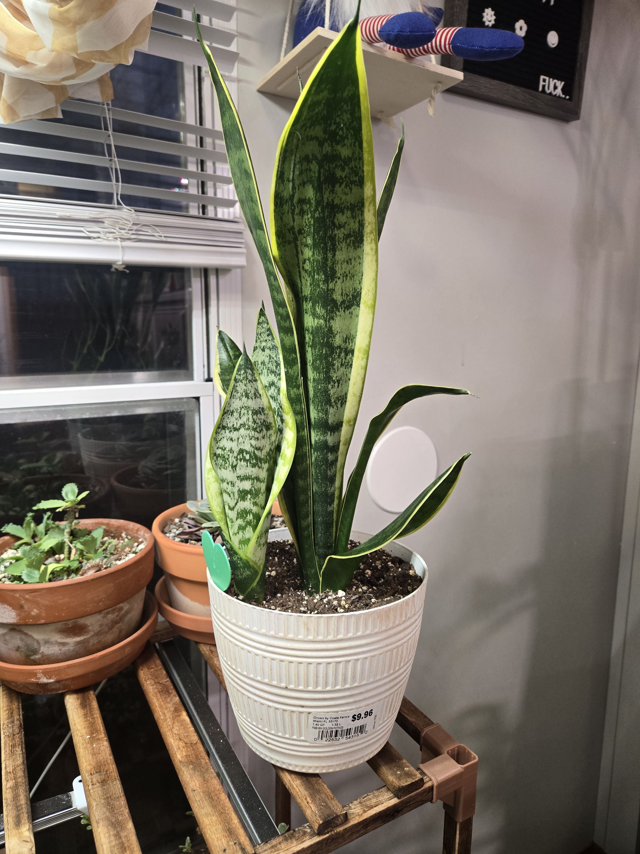 Why Are There Brown Spots on My Ghost Snake Plant?