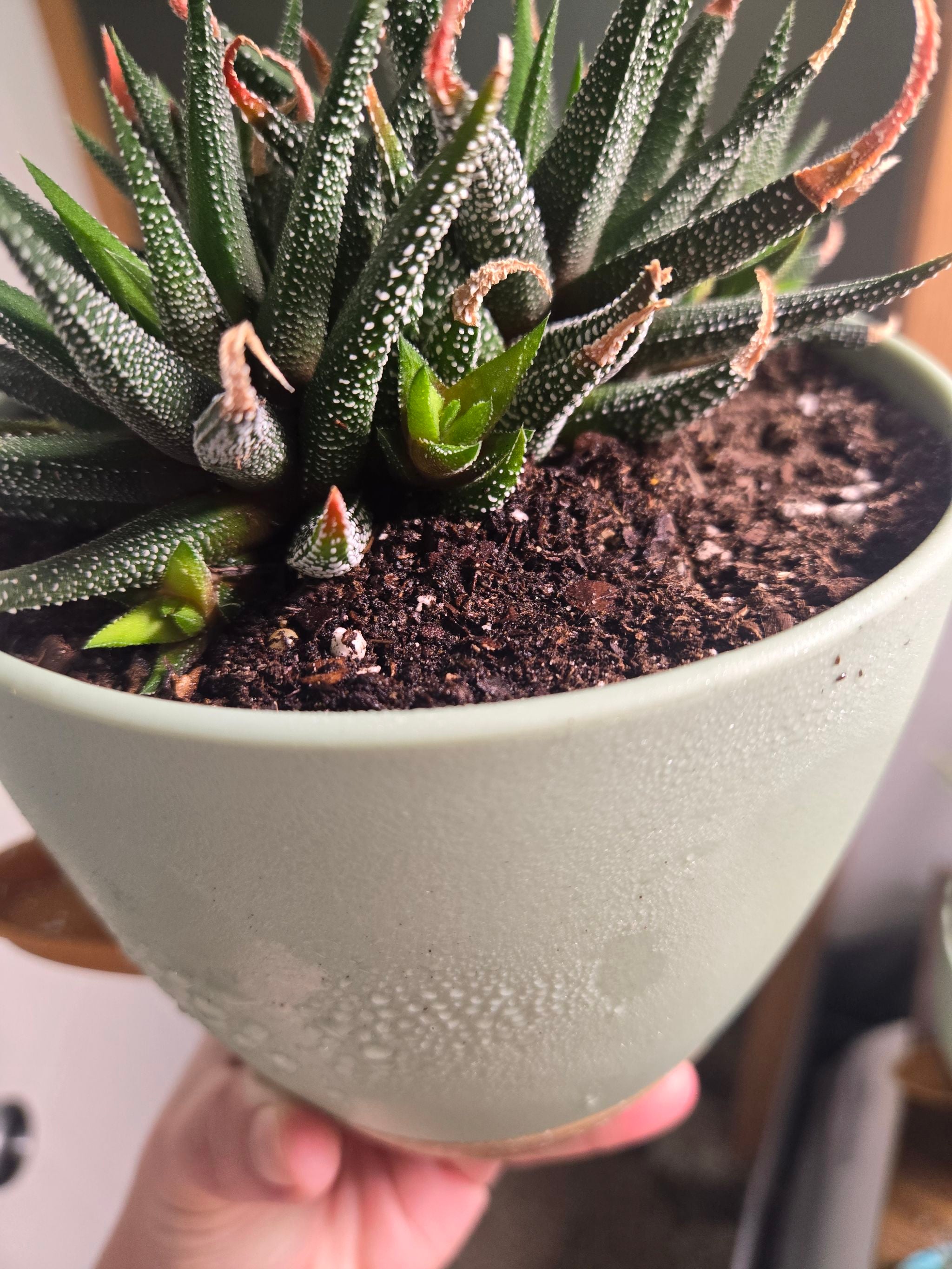 What Do Haworthia venosa Flowers Mean?