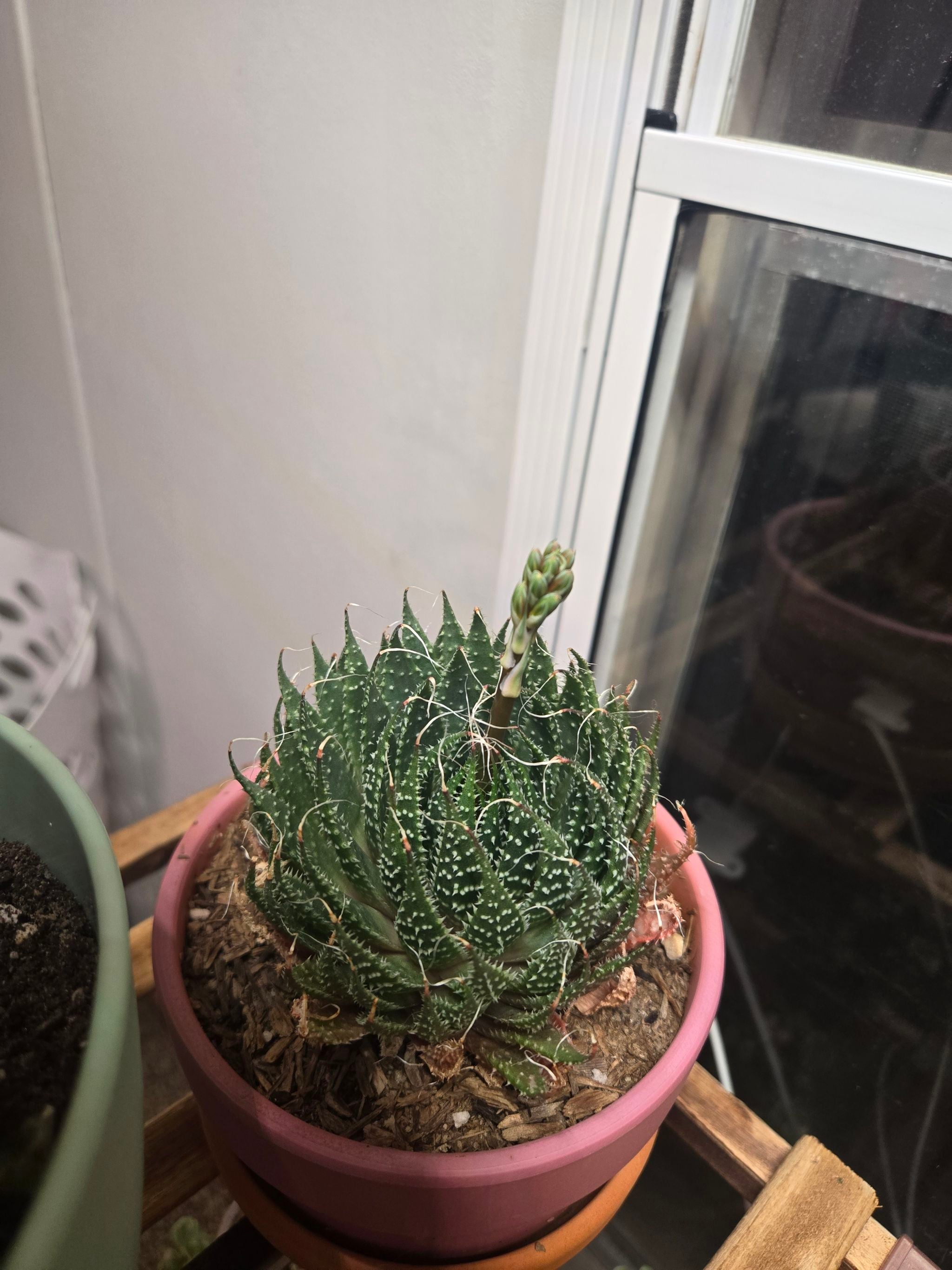 The Complete Lace Aloe Plant Care Guide: Water, Light & Beyond