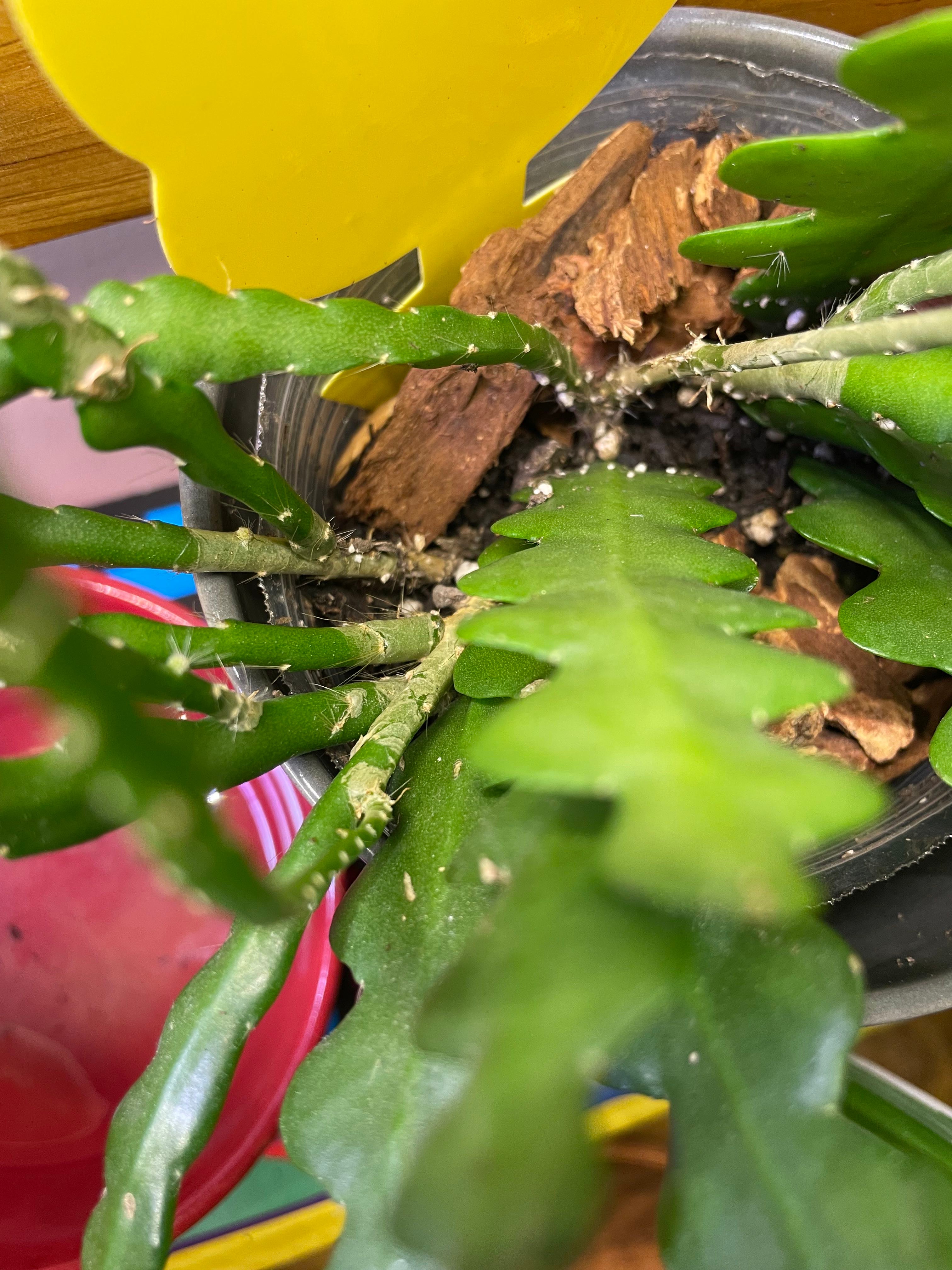 How to Care for Fishbone cactus: Mastering Water, Sunlight & More