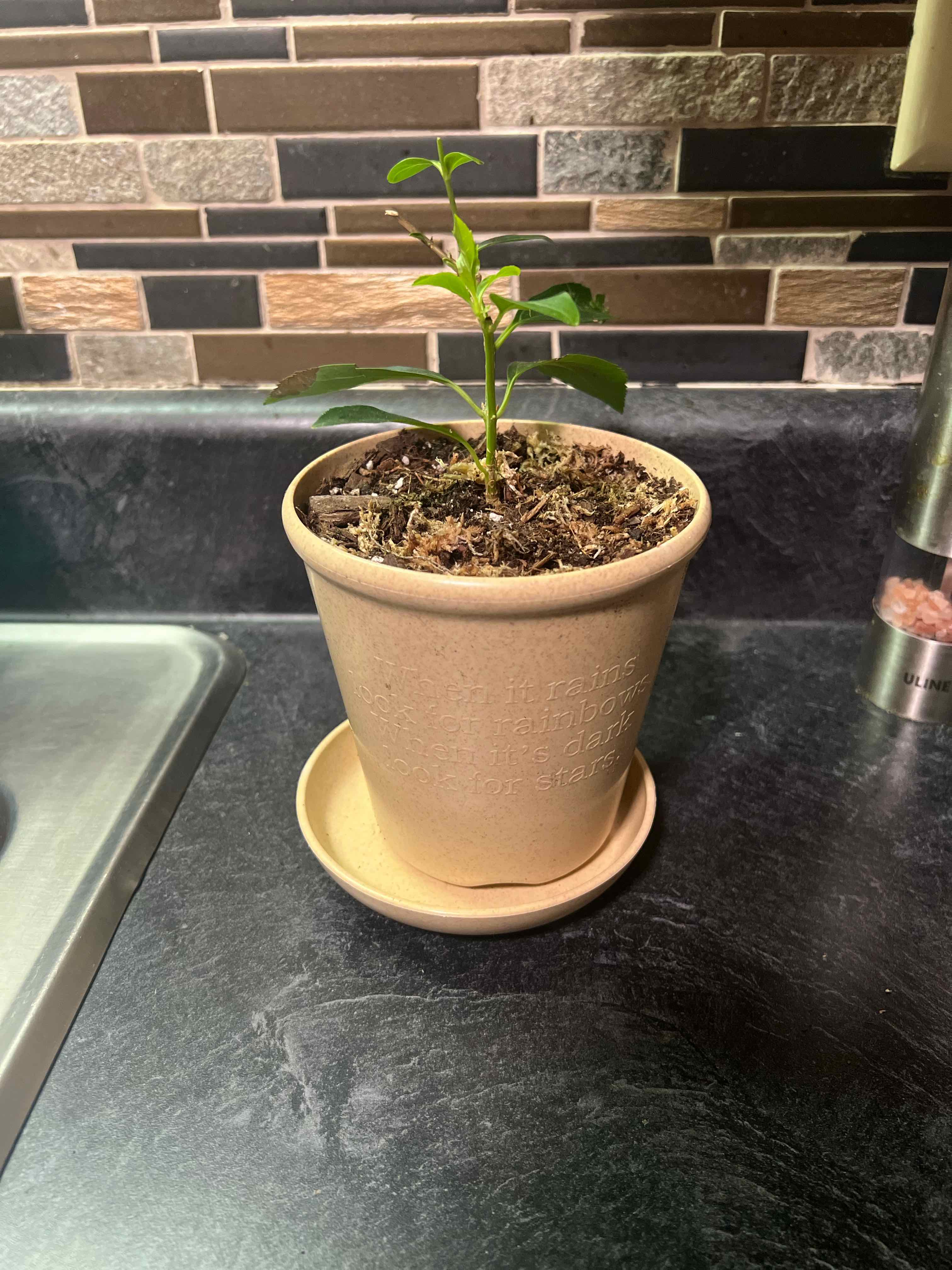 Fertilizing My Forsythia