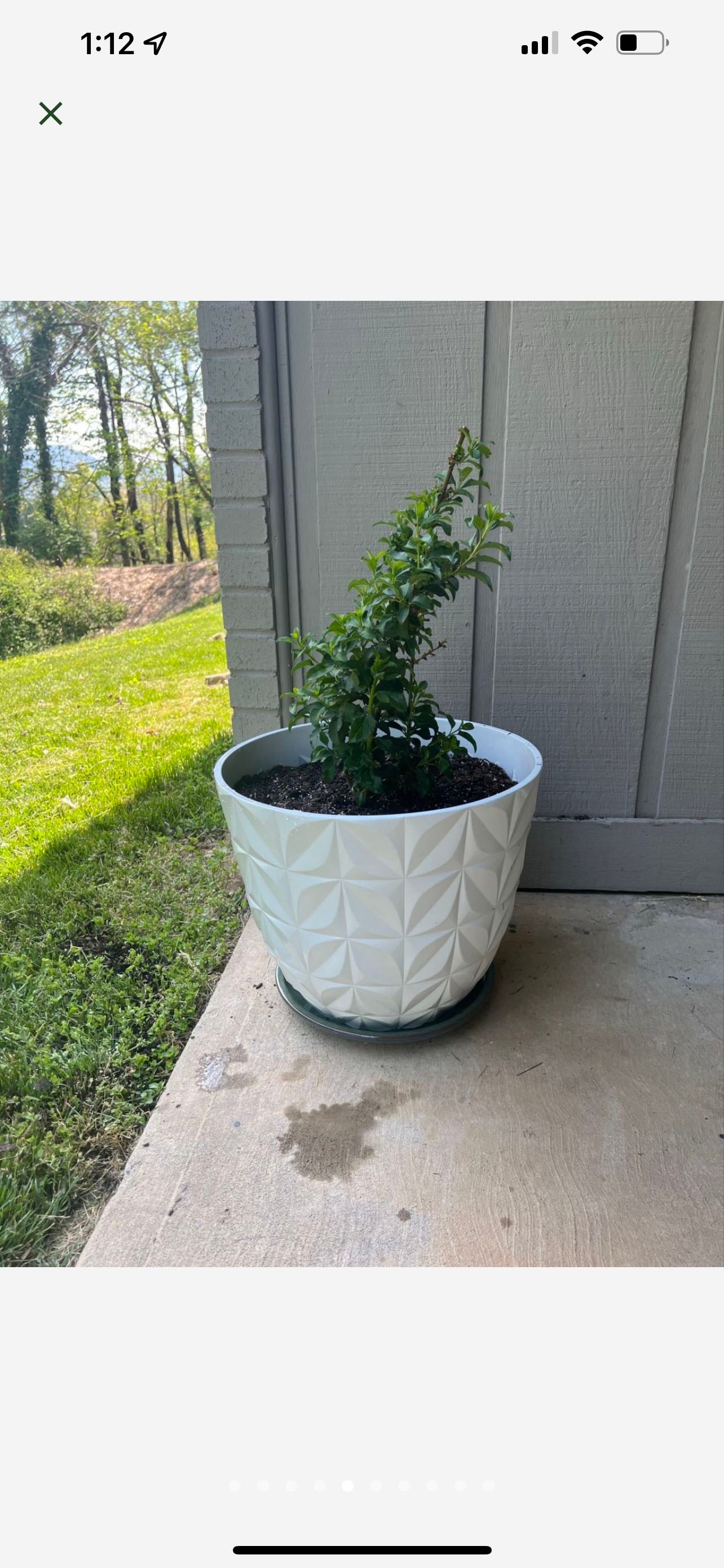 Keep Your Chinese golden bell tree Alive: Light, Water & Care Instructions