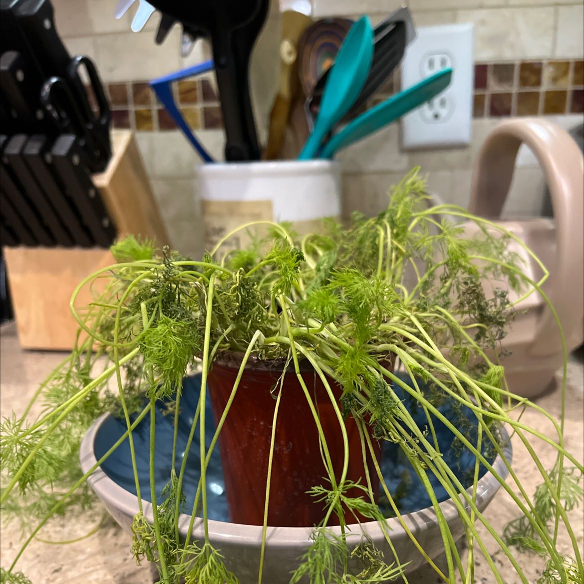 How Can You Tell If A Common Fennel Is Dying?