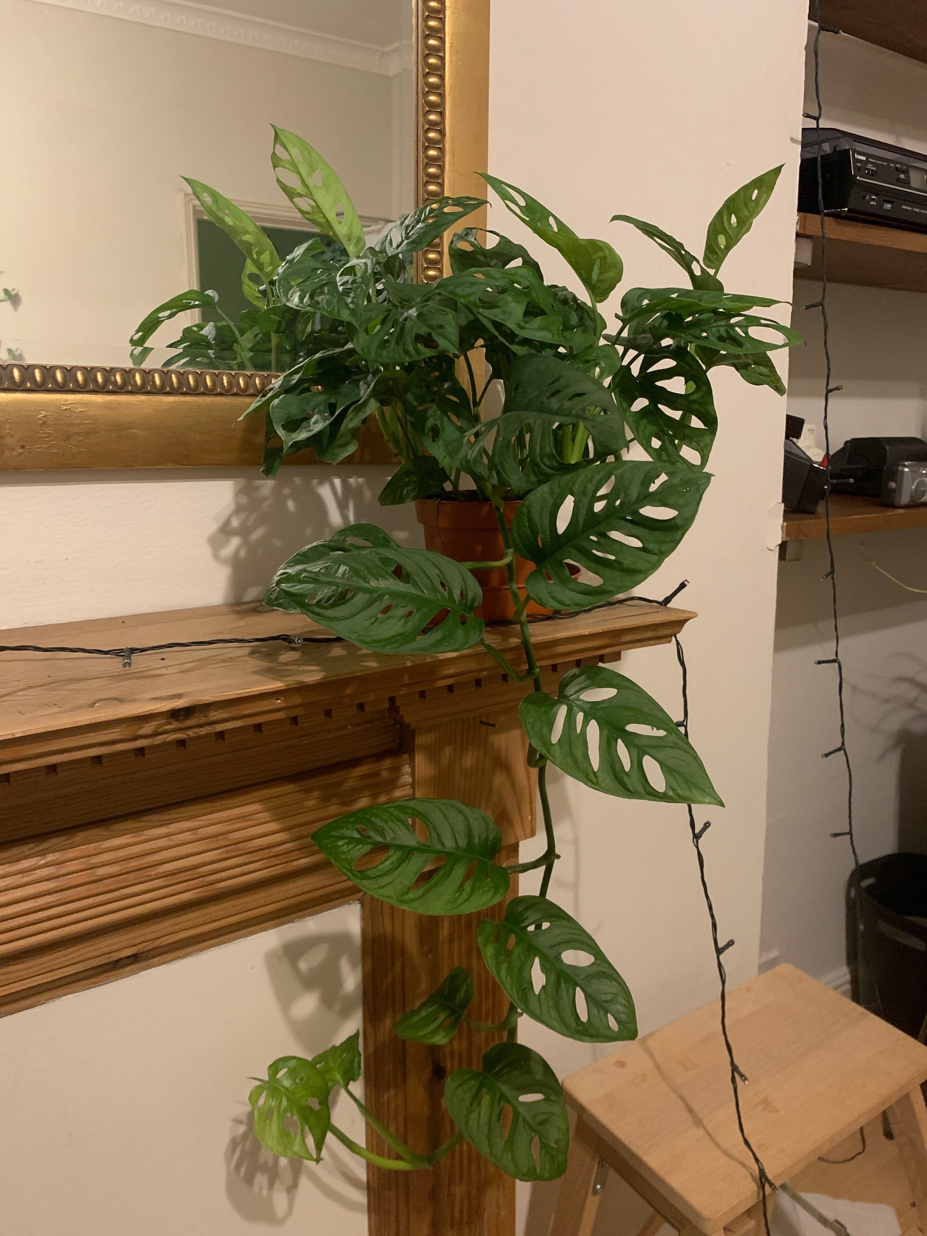 Trailing or climbing monstera adansonii?