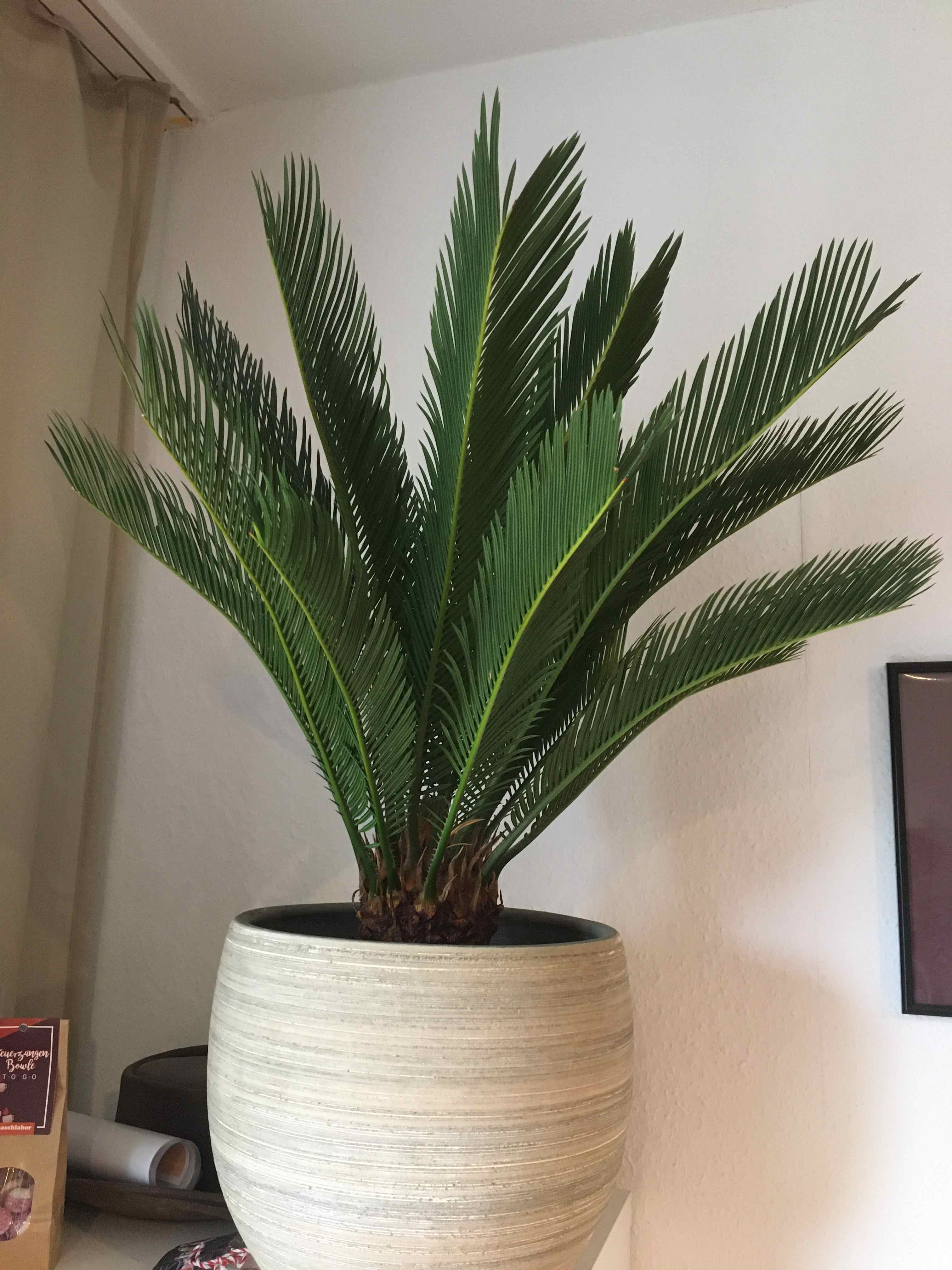 What Are The Bugs on My Sago Palm? 🐛