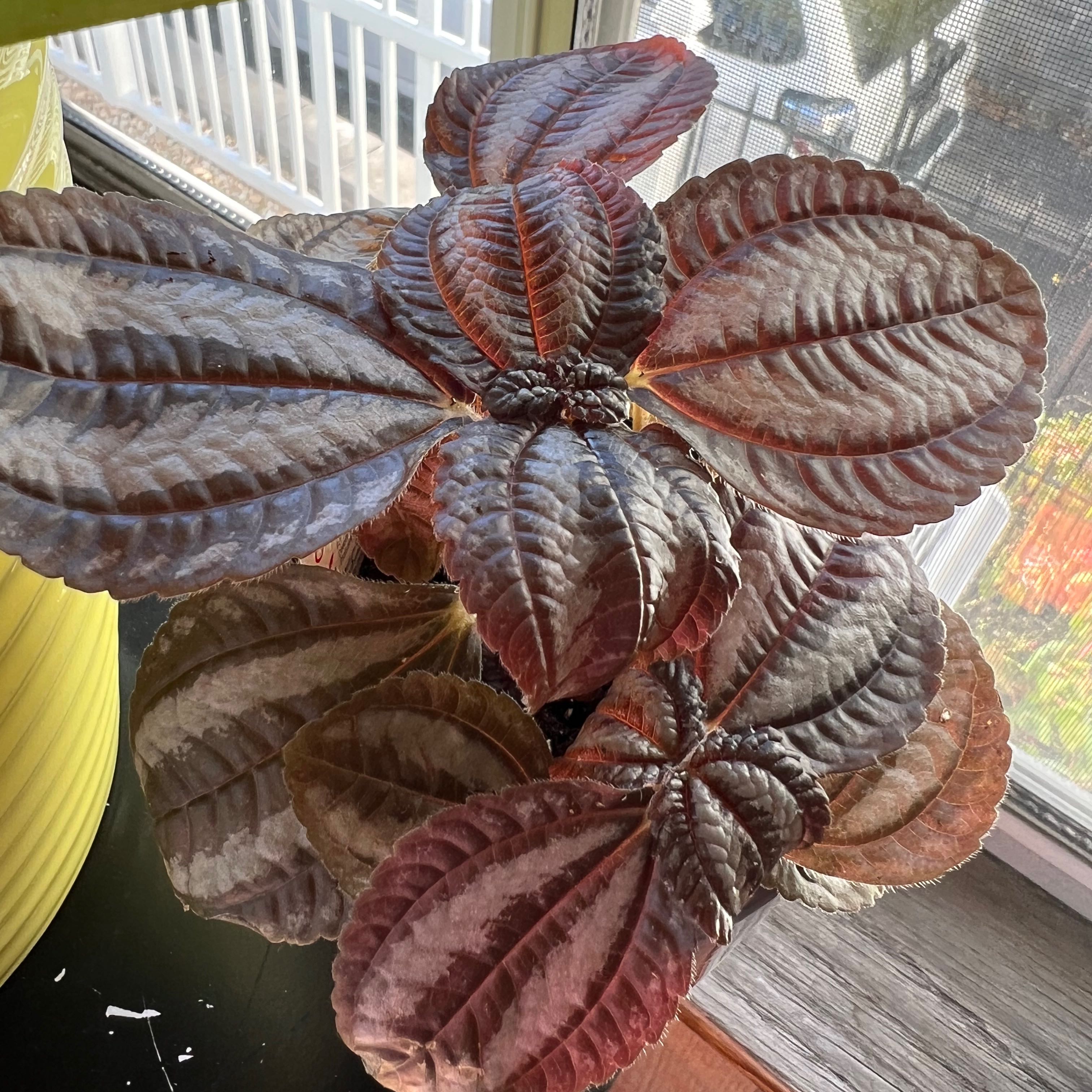 💚 Symbolism And Benefits Of The Friendship Plant