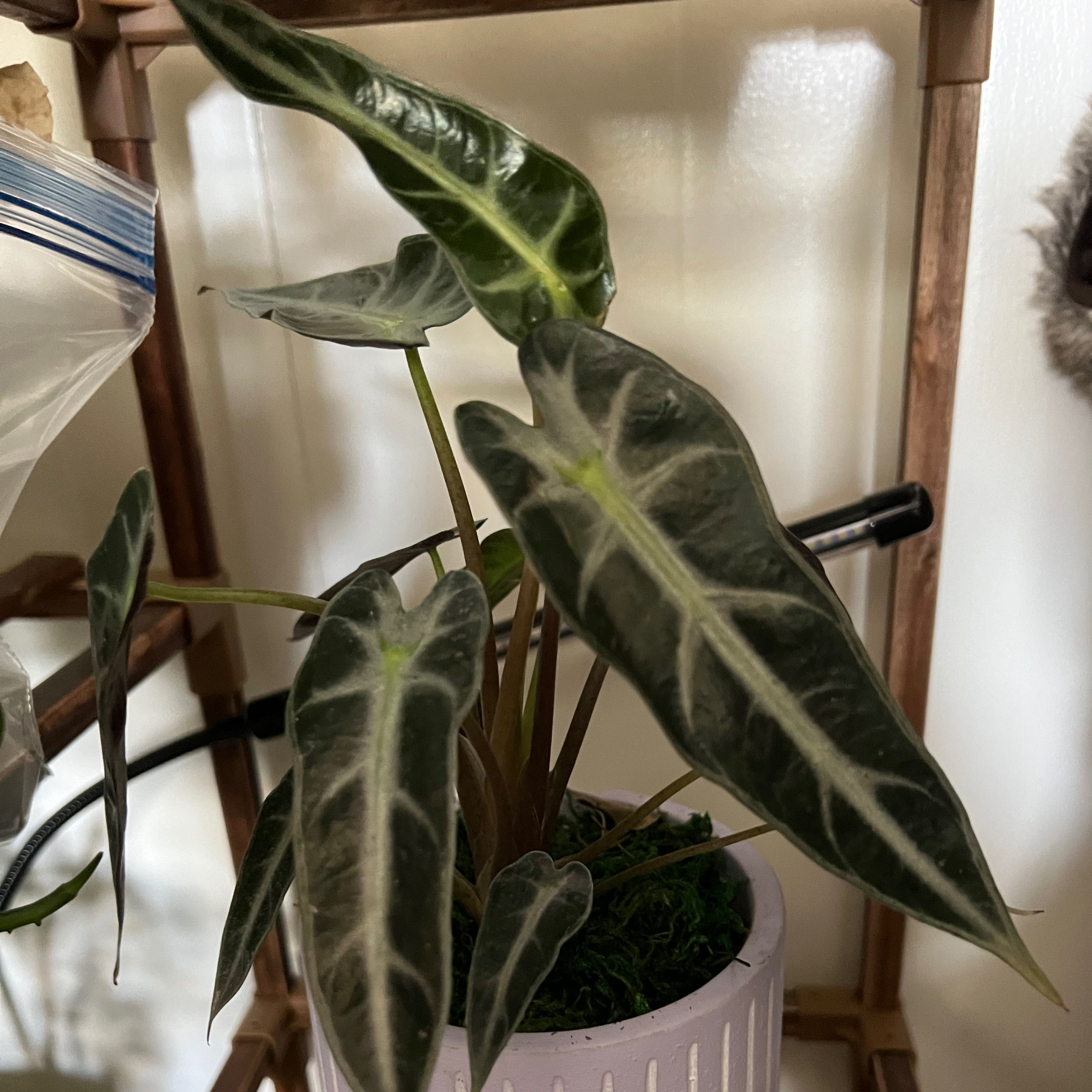 Rhys | A plant by @BalancedBonsai on Greg