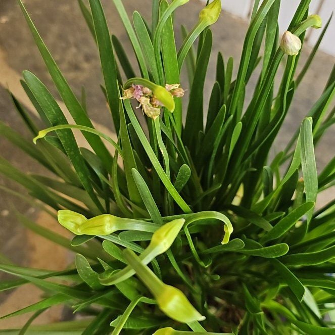 Millenium Garlic Plant Care: Water, Light, Nutrients | Greg App 🌱