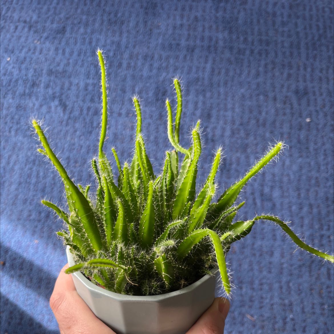 Propagating Lady-Finger Hedgehog Cactus: Step-by-Step Guide