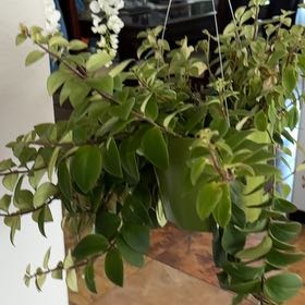 Tree Diddy | A plant by @GardenGnome on Greg