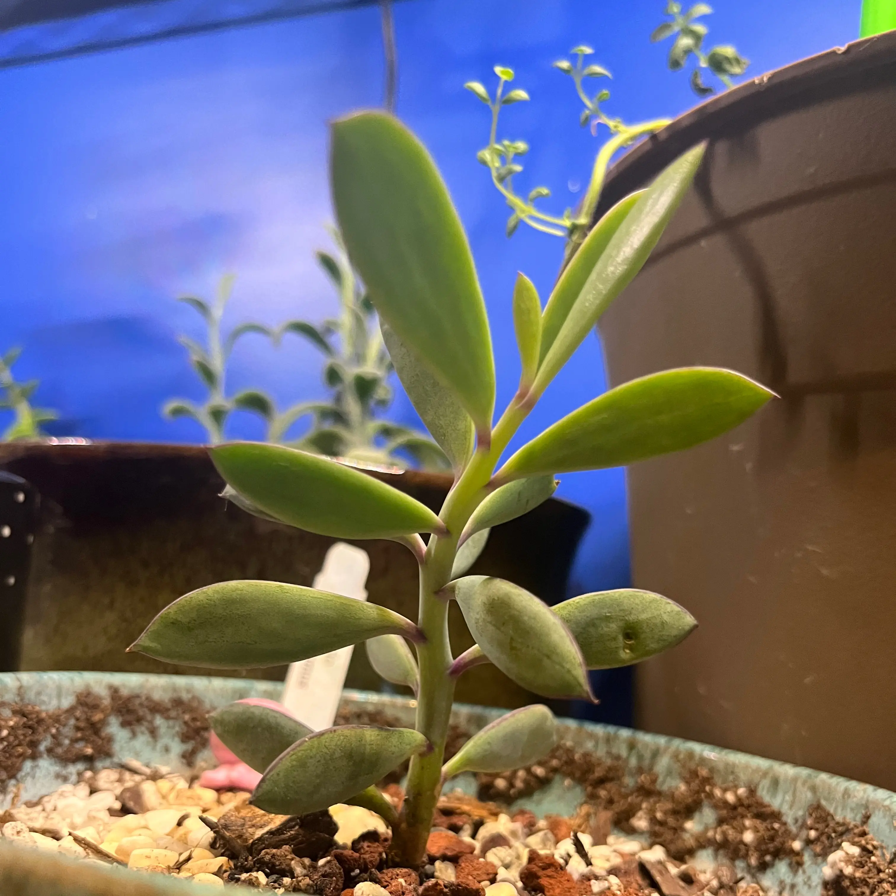 Propagating Vertical Leaf Senecio: Step-by-Step Guide