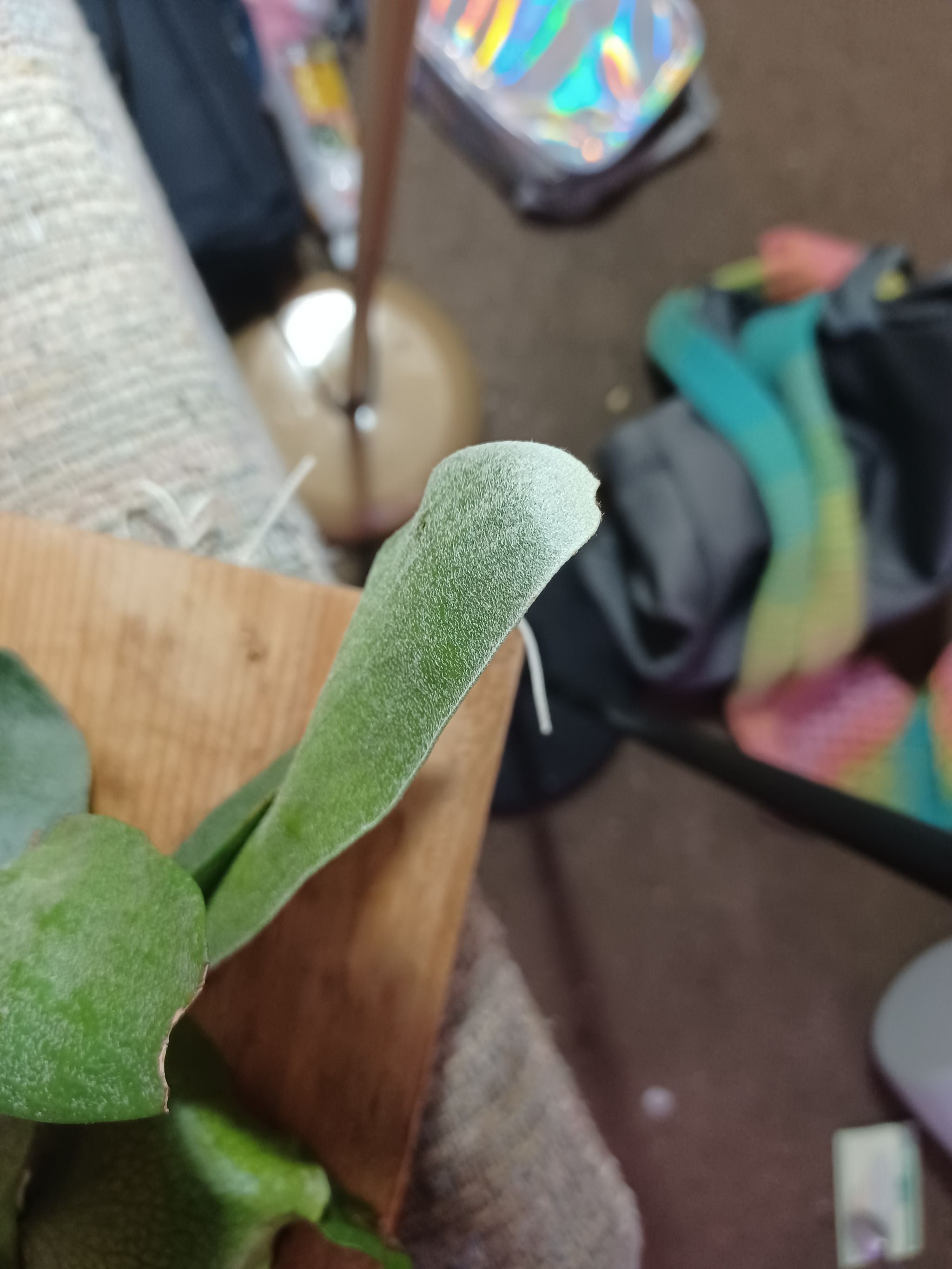 Why are the tips turning white on staghorn ferns