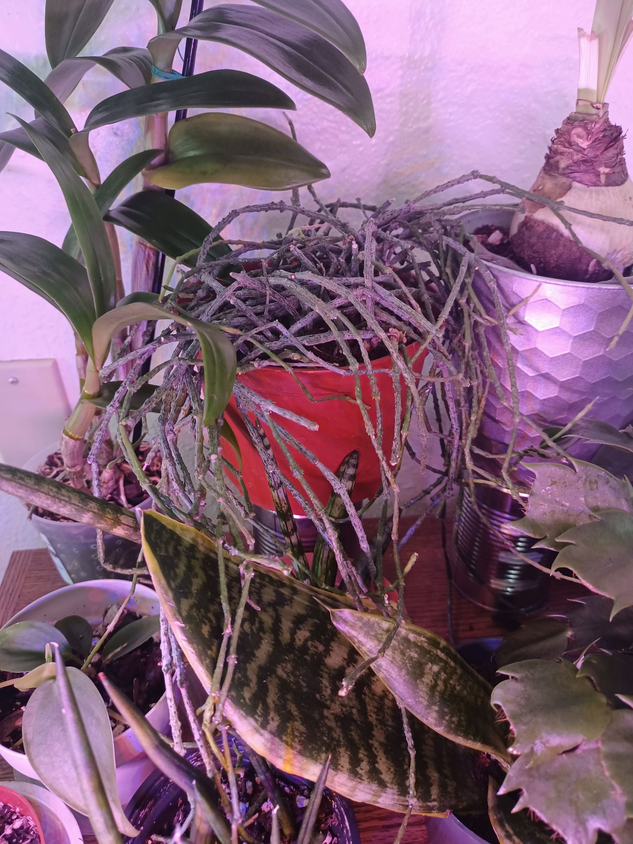 How to Care for Elkhorn Fern: Mastering Water, Sunlight & More