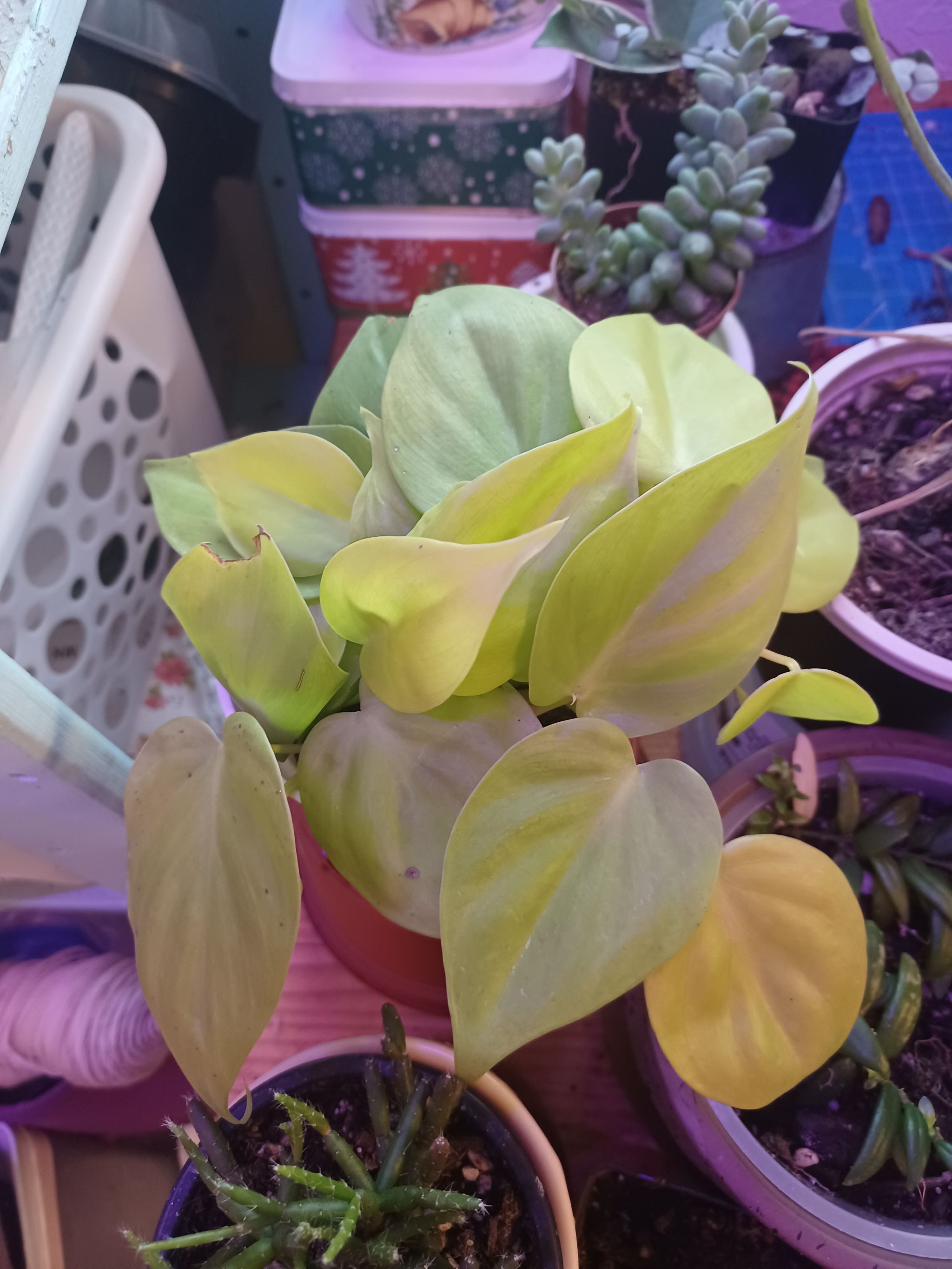 The Complete Philodendron Lemon Lime Plant Care Guide: Water, Light ...