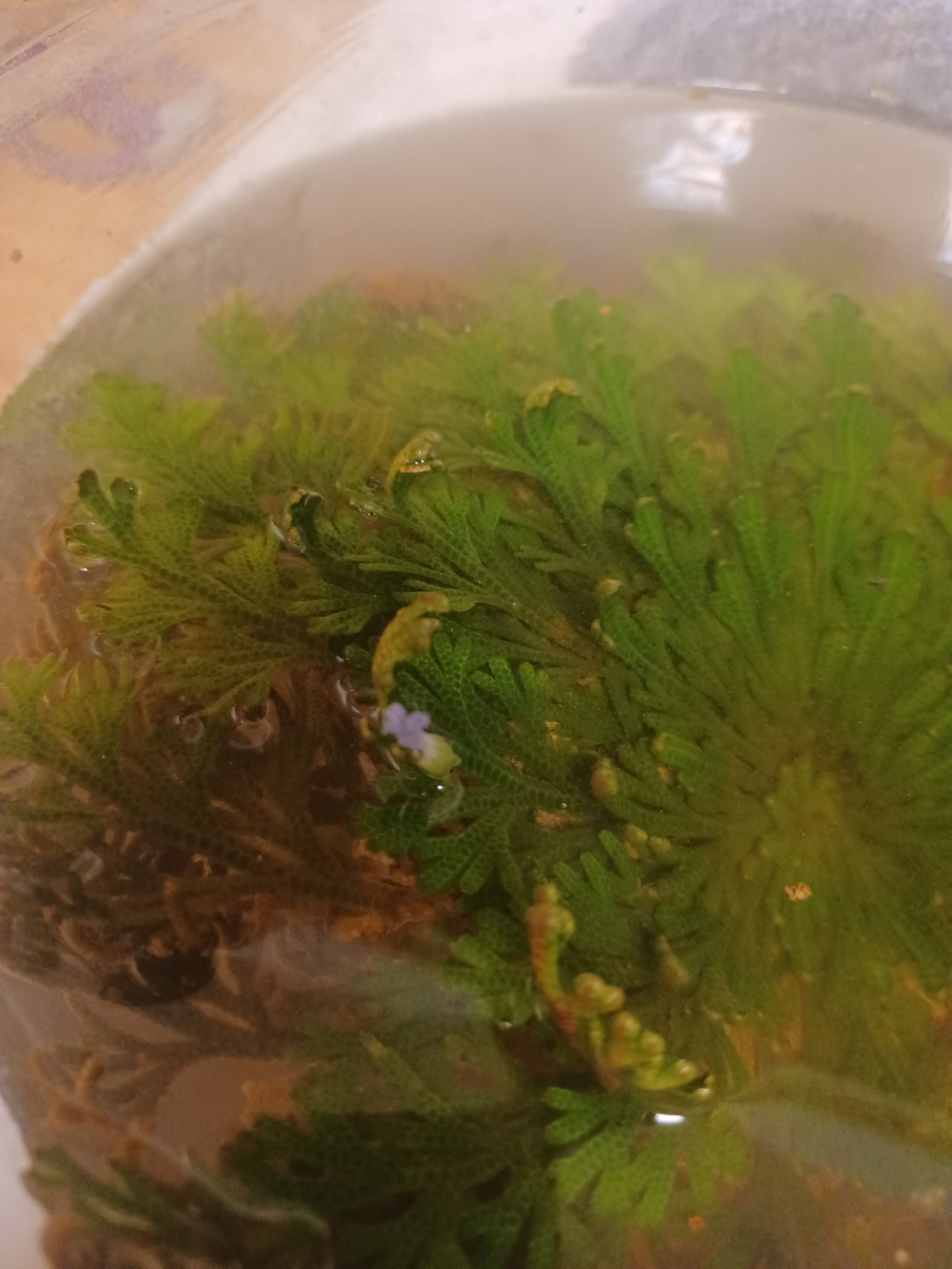 Keep Your Ruby Red Club Moss Alive: Light, Water & Care Instructions