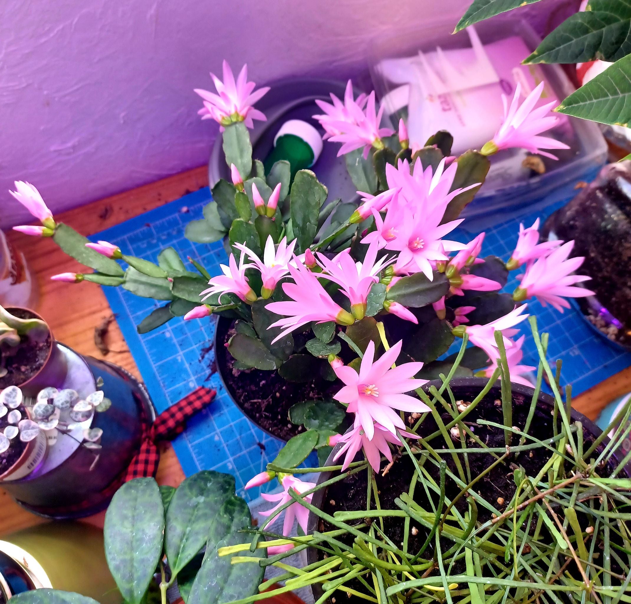 How to Care for Dancing Bones: Mastering Water, Sunlight & More