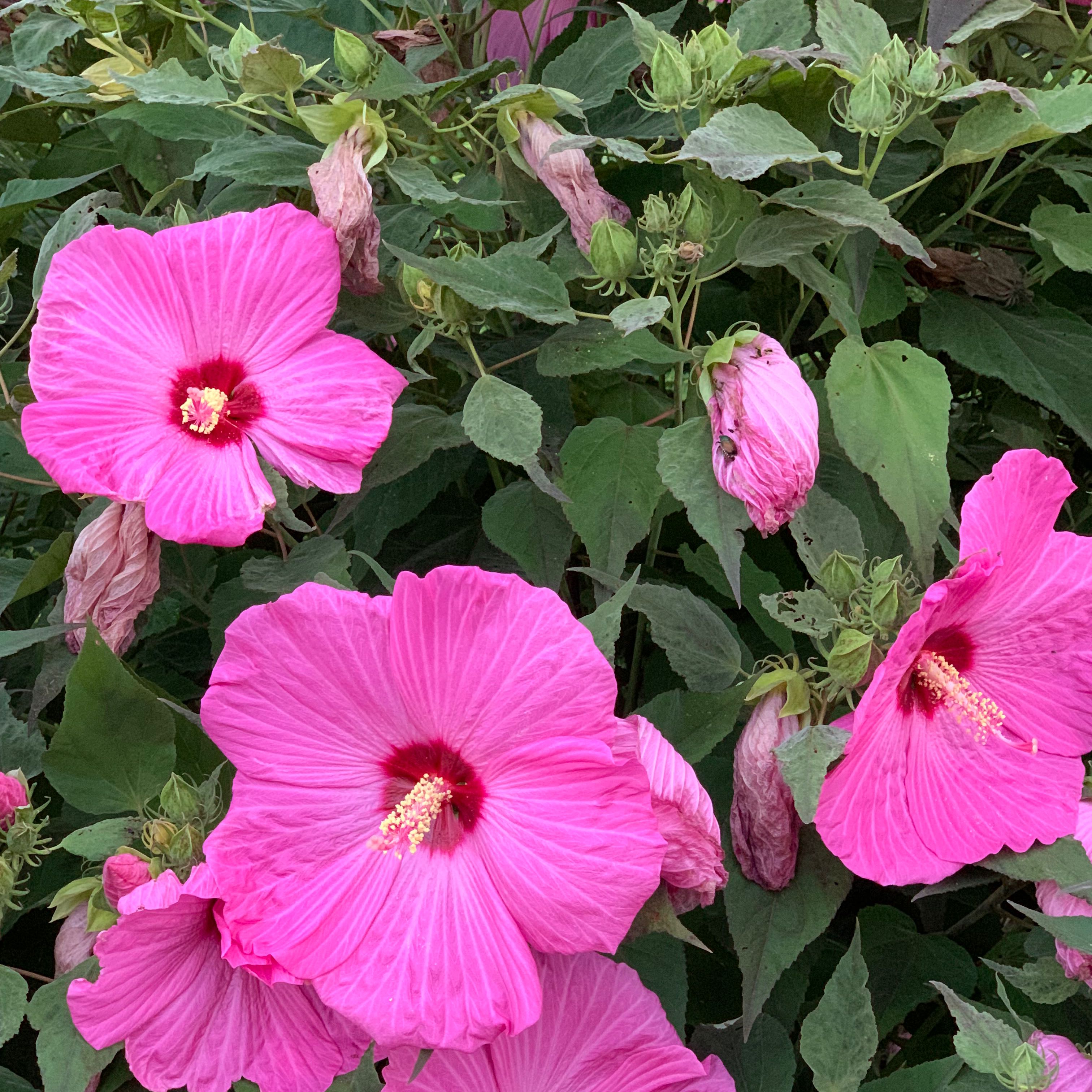 How Do I Propagate My Swamp Rose-Mallow?