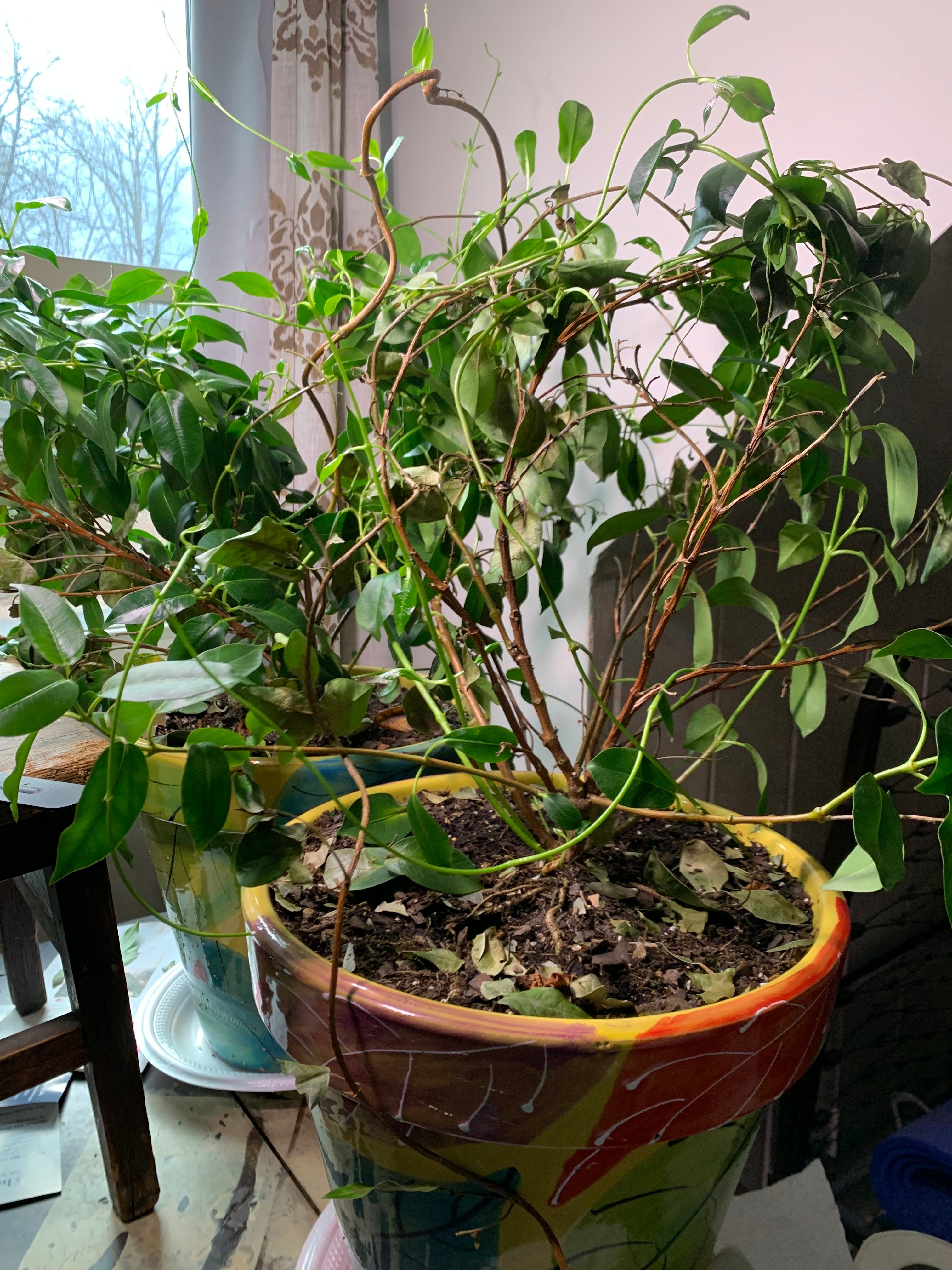 Dipladenia 'Rio': How Much Water & Light Does it Need to Thrive?