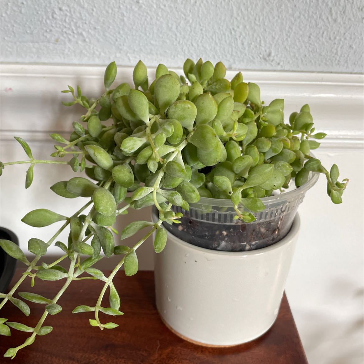 Why Are My Cliff Cotyledon Leaves Curling?