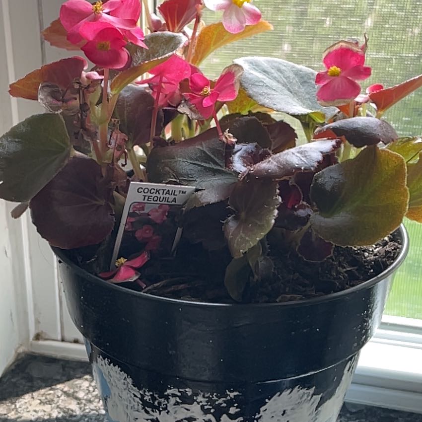 Personalized Cocktail Vodka Wax Begonia Care: Water, Light, Nutrients ...