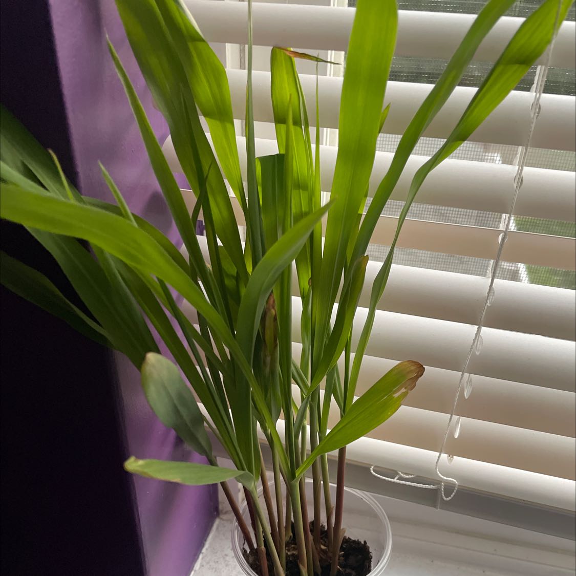 Corn Fertilizer: How and When to Use It