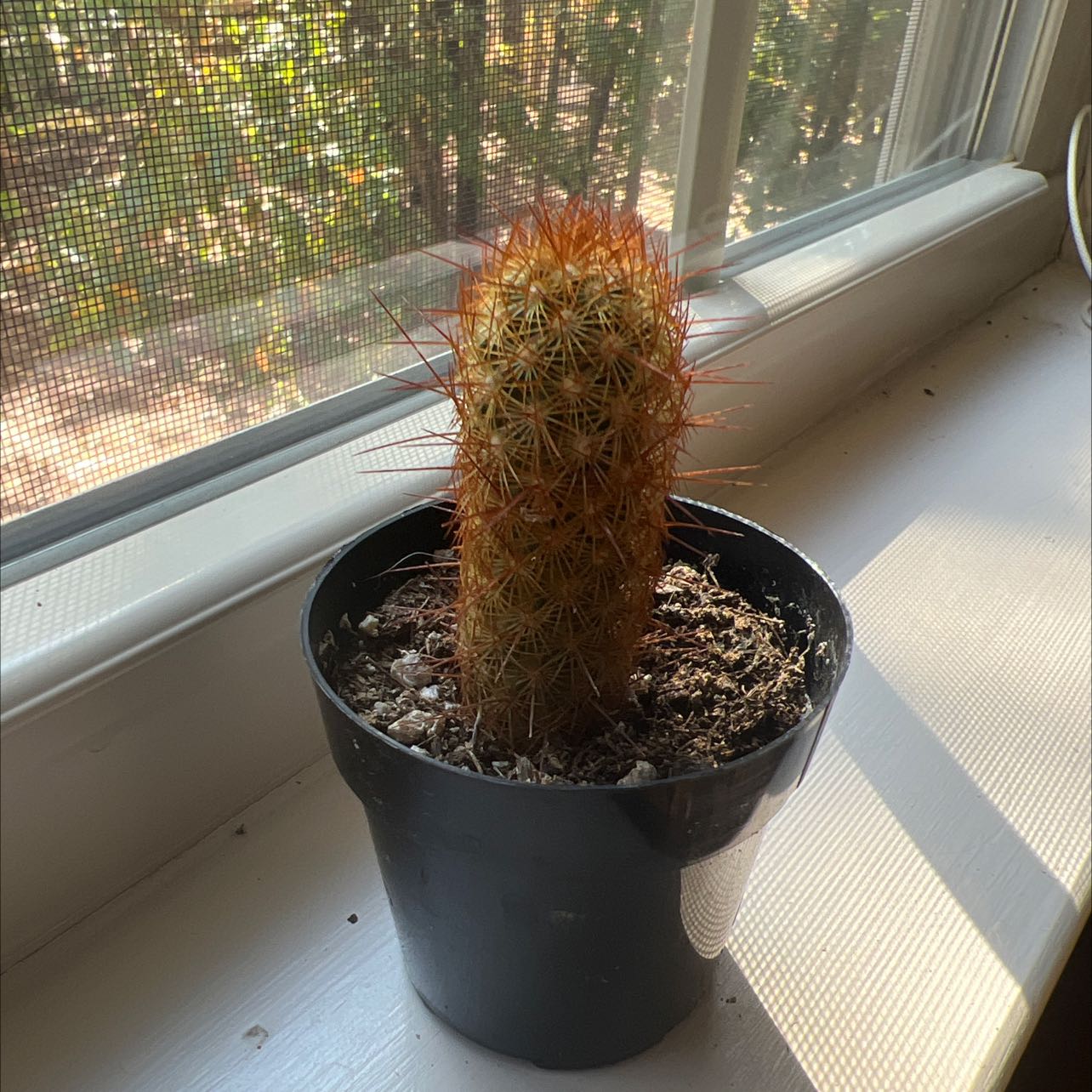 Mammillaria Elongata 'Copper King' Temperature