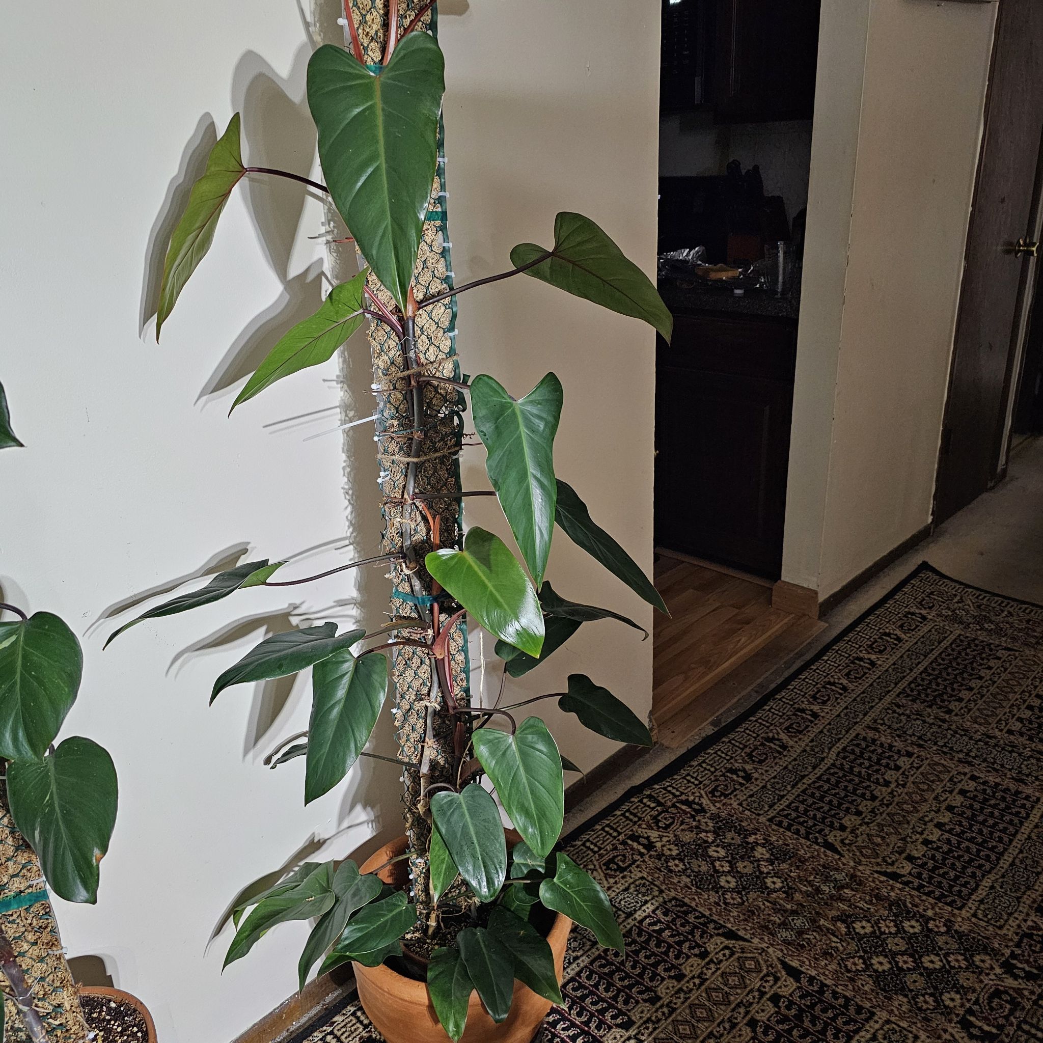 Renée | A plant by @Plantlovingdiva on Greg