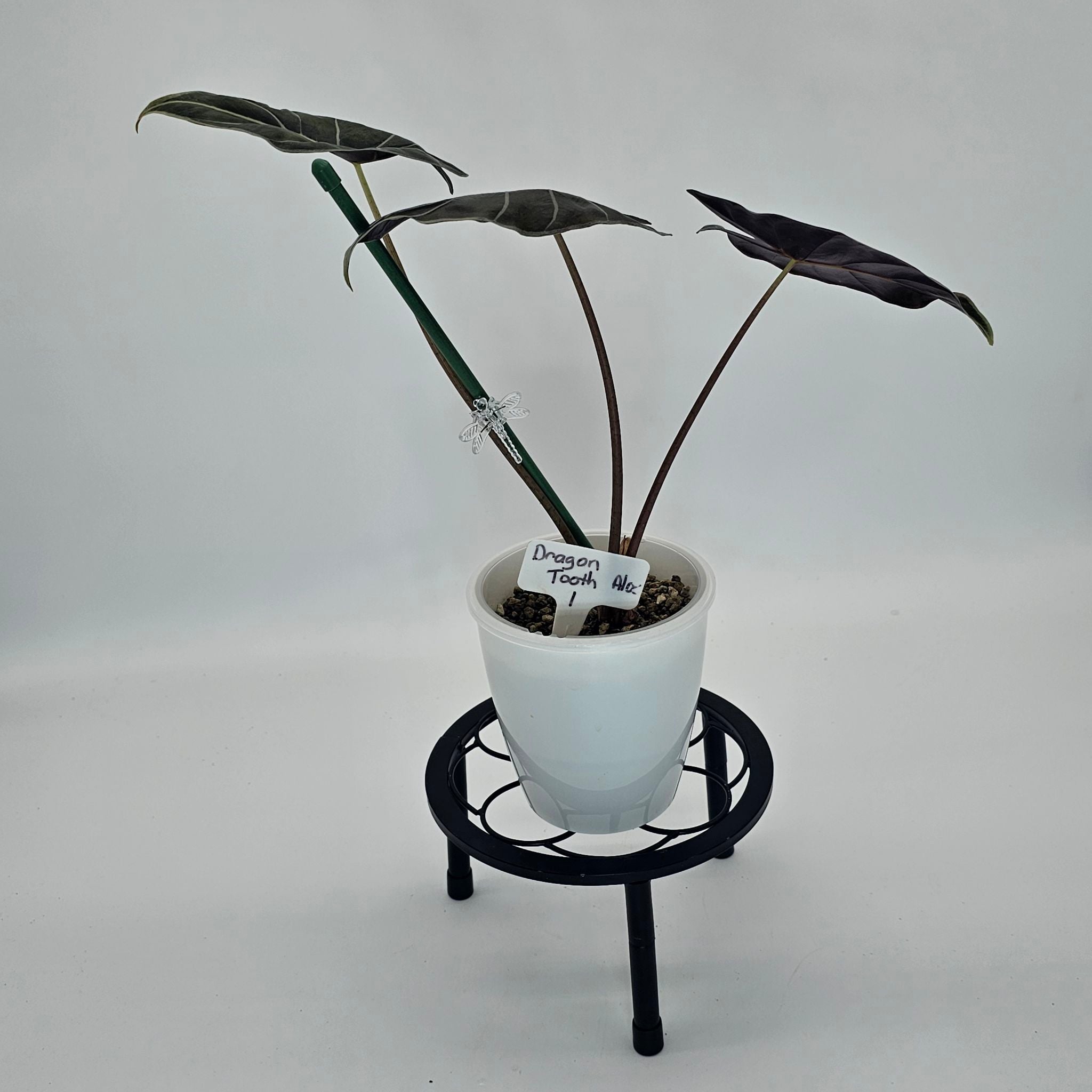 The Complete Alocasia 'Dragon's Tooth' Plant Care Guide: Water, Light ...