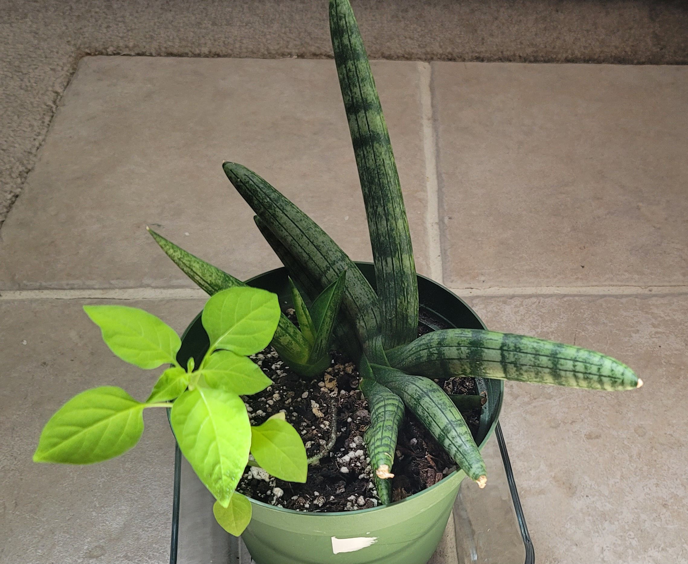 Tiger Star Snake Plant Plant Care: Water, Light, Nutrients | Greg App 🌱