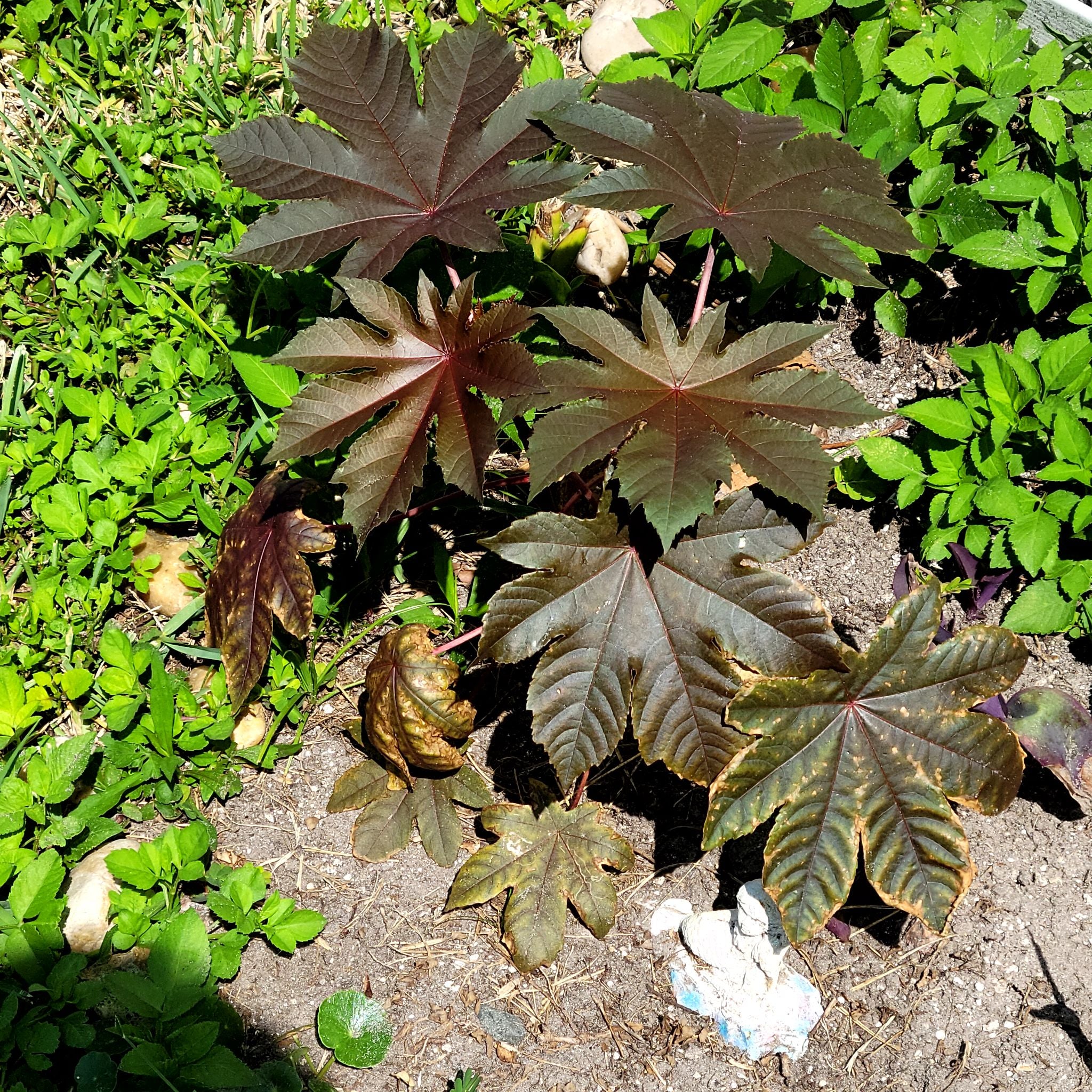 10 Benefits of Having a Castor Bean