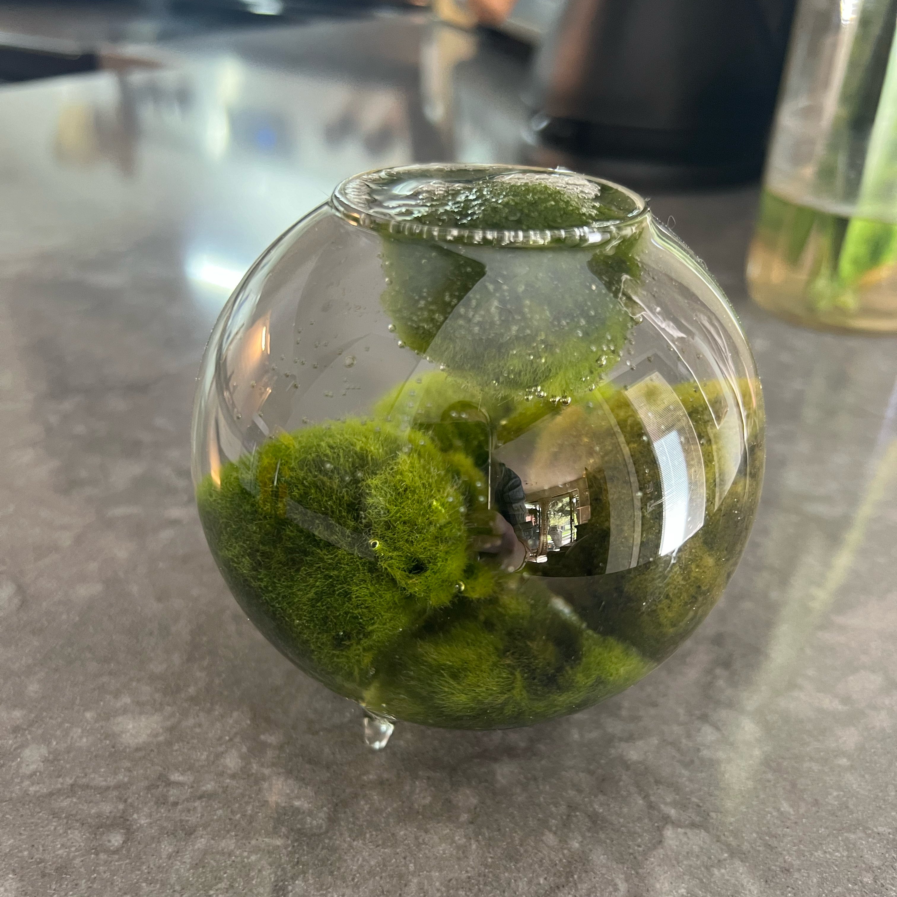 10 Benefits of Having a Marimo 💚