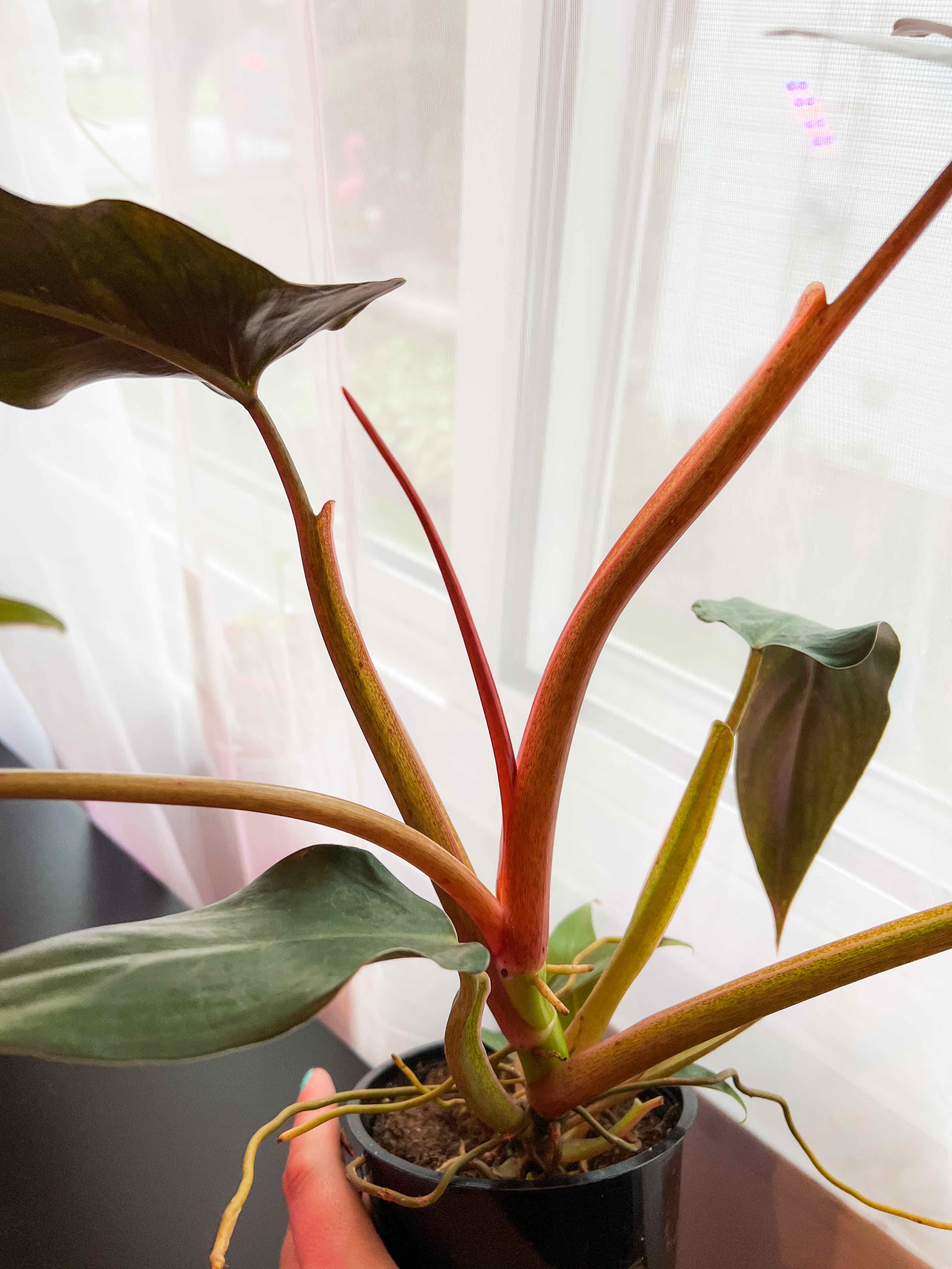 Light Requirements For My Philodendron mexicanum