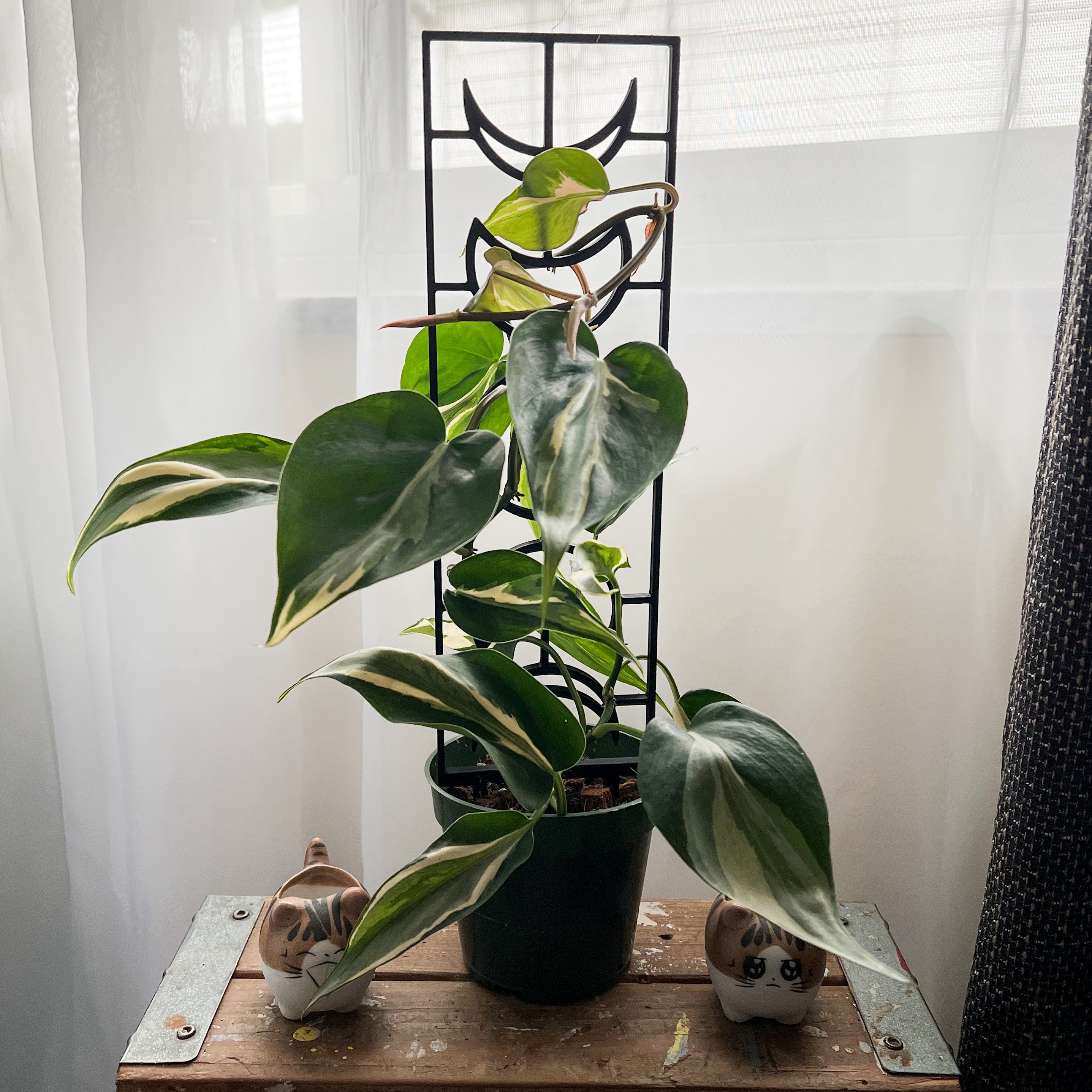 💧 Why Are My Philodendron 'Rio' Leaves Curling?