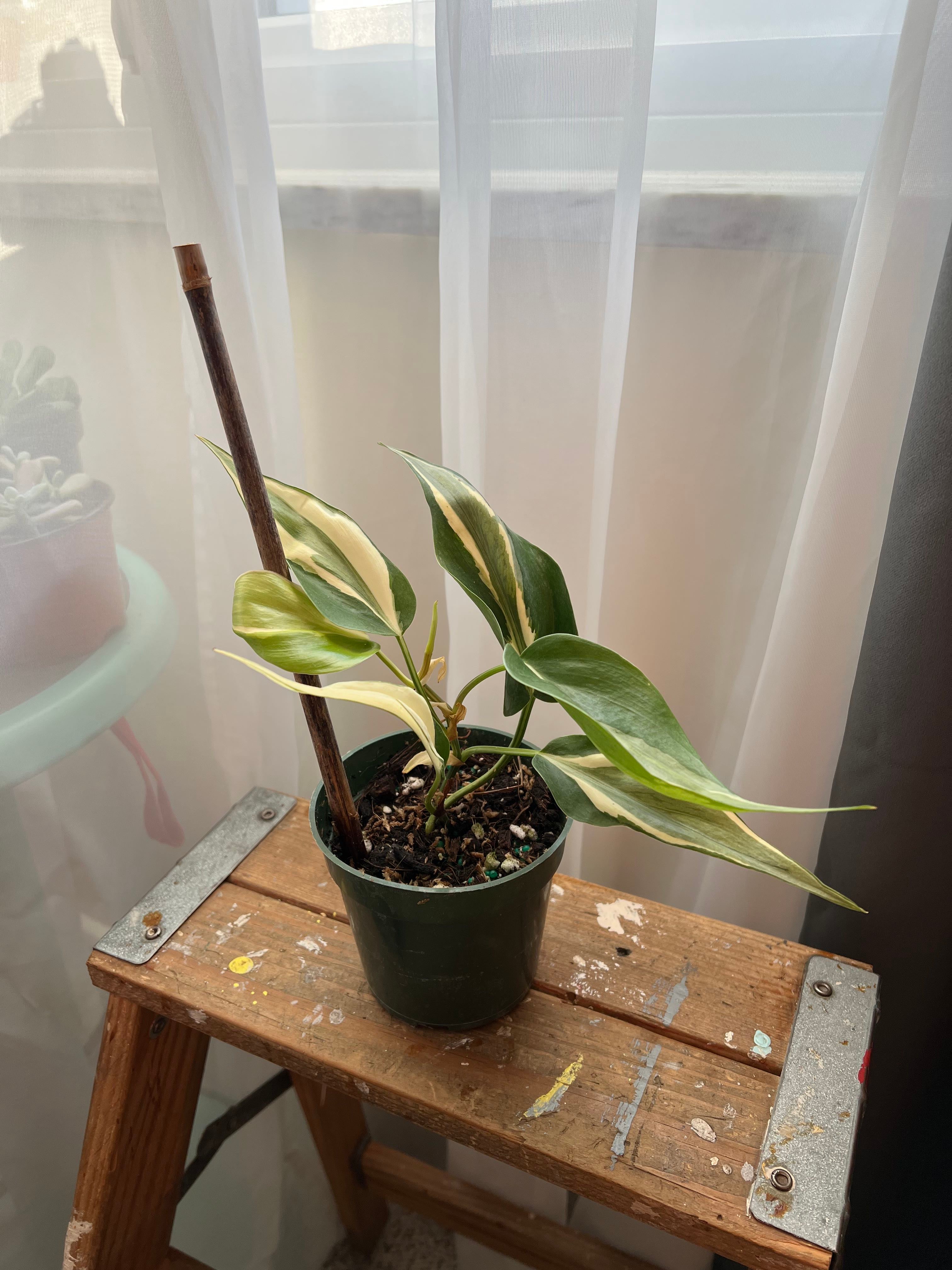 Philodendron 'Rio' Care 101: Water, Light & Growing Tips